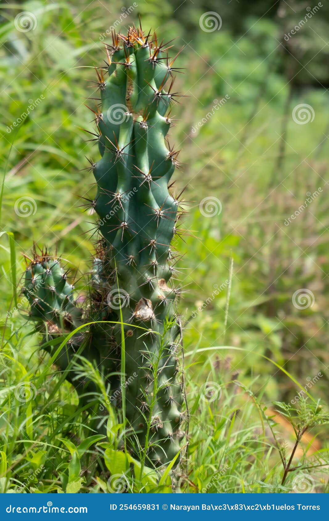 Small Succulent Cactus in the Desert, Cactus Concept Stock Image ...