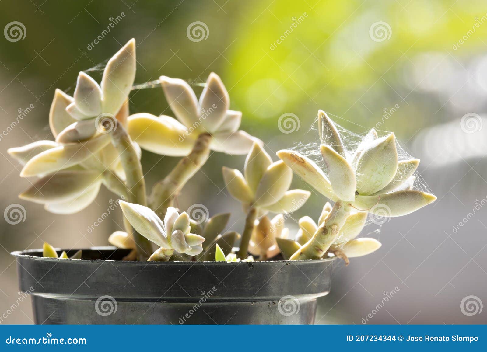 Small Succulent Plant with Spider Web Stock Photo - Image of nature ...
