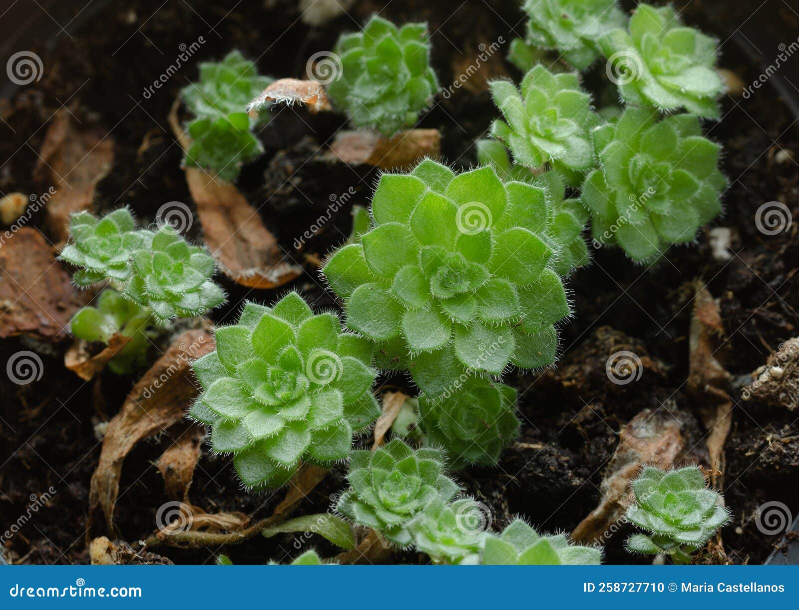 Small Succulent Plants. Aeonium Tabuliforme Stock Photo - Image of ...