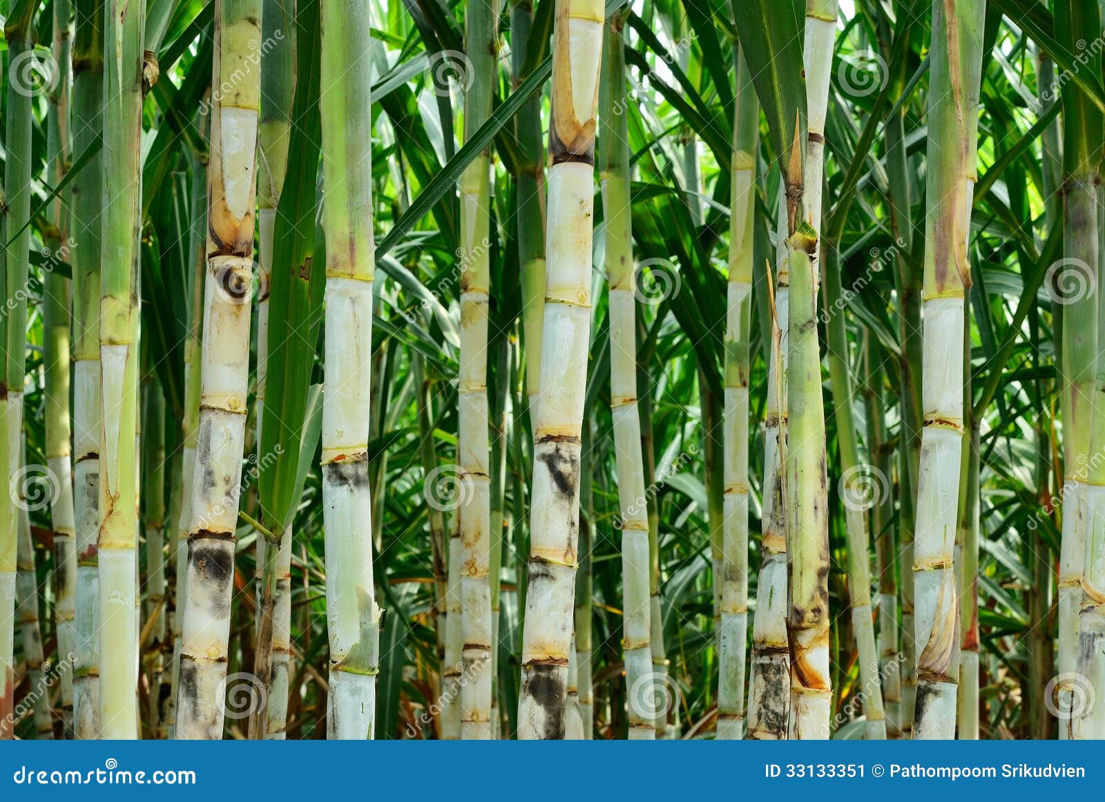 Sugar Cane Flower Stock Photography | CartoonDealer.com #65872280