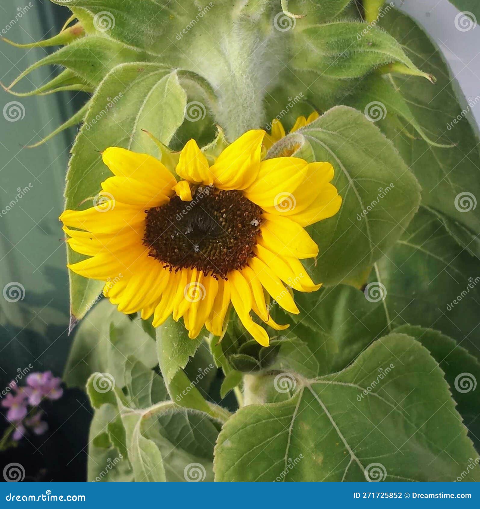 Small summer sunflower stock photo. Image of agriculture - 271725852