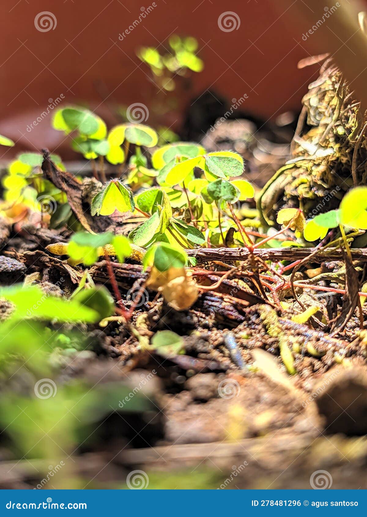 Small Sunbathing plants stock photo. Image of plants - 278481296