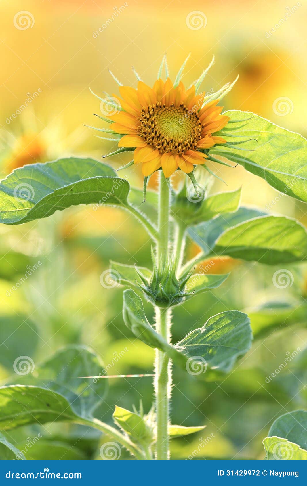 Small sunflower stock photo. Image of colorful, light - 31429972
