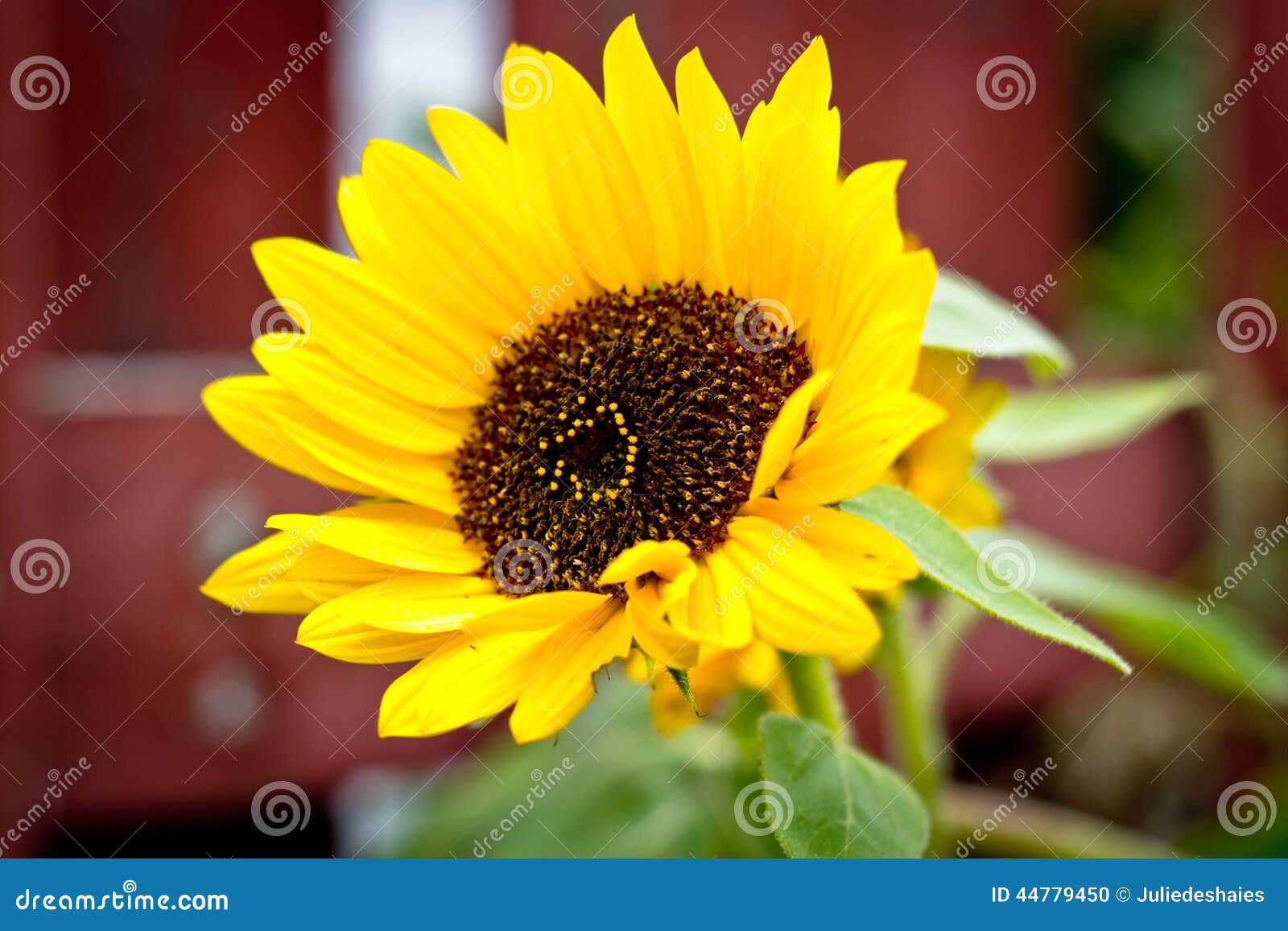 Small sunflower stock photo. Image of petal, flower, head - 44779450