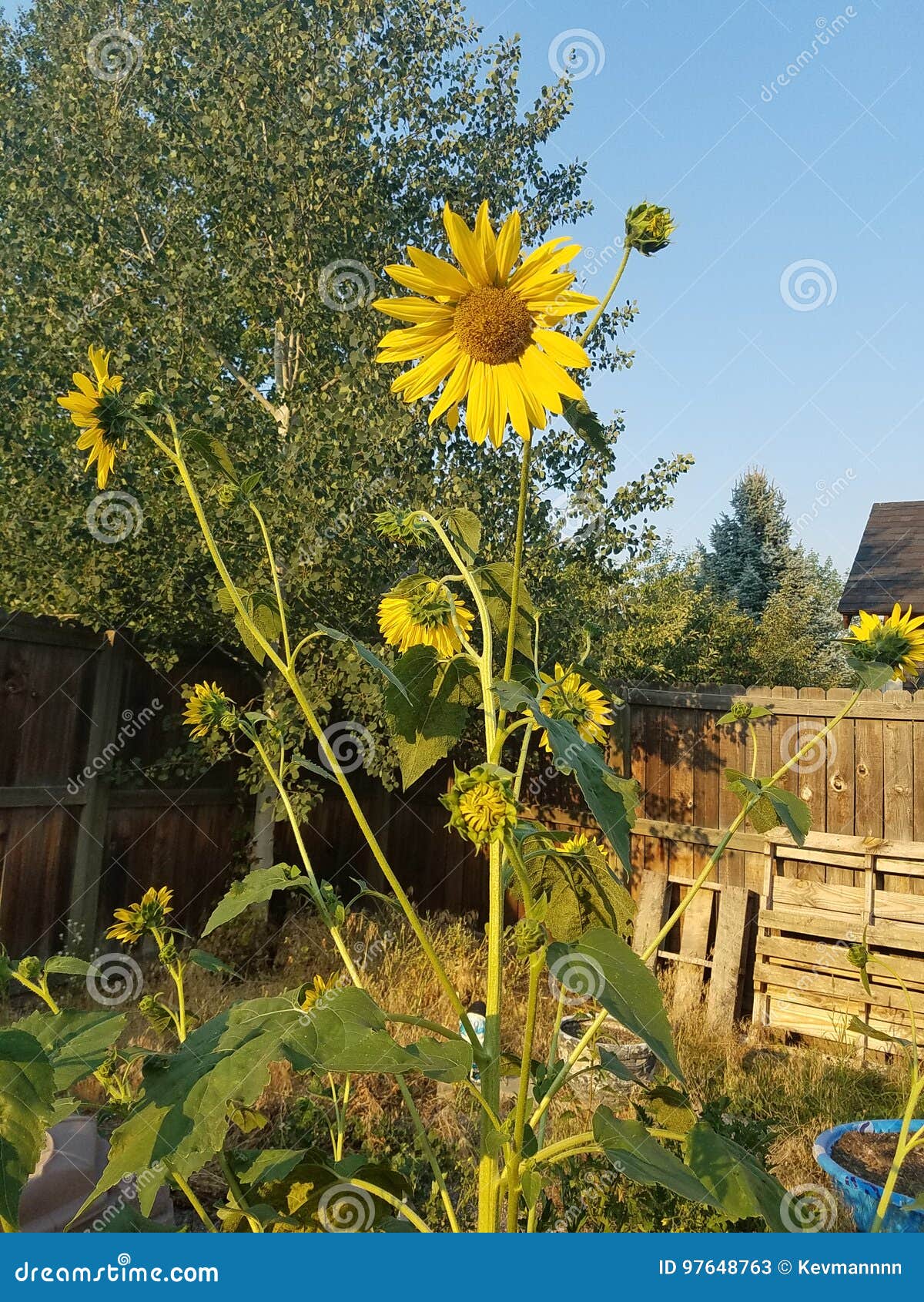 Small Sunflower stock image. Image of garden, small, pallet - 97648763
