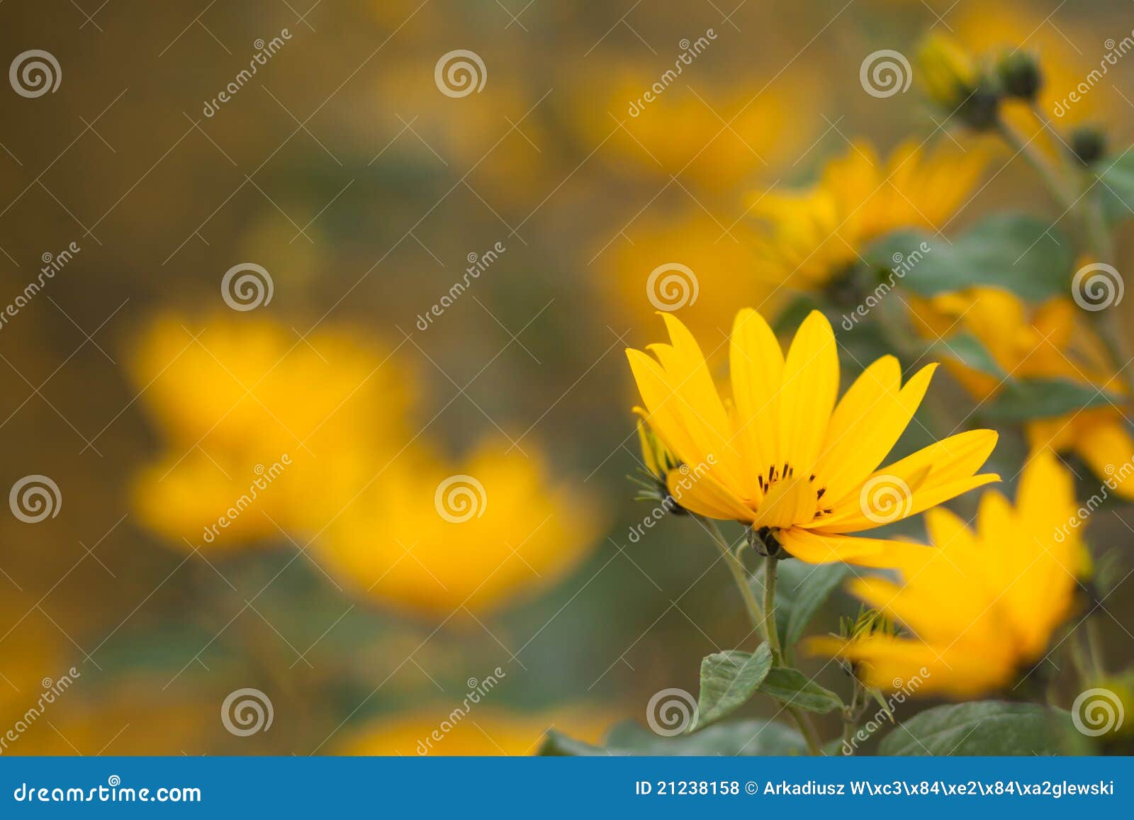 Small sunflowers stock photo. Image of beautiful, background - 21238158