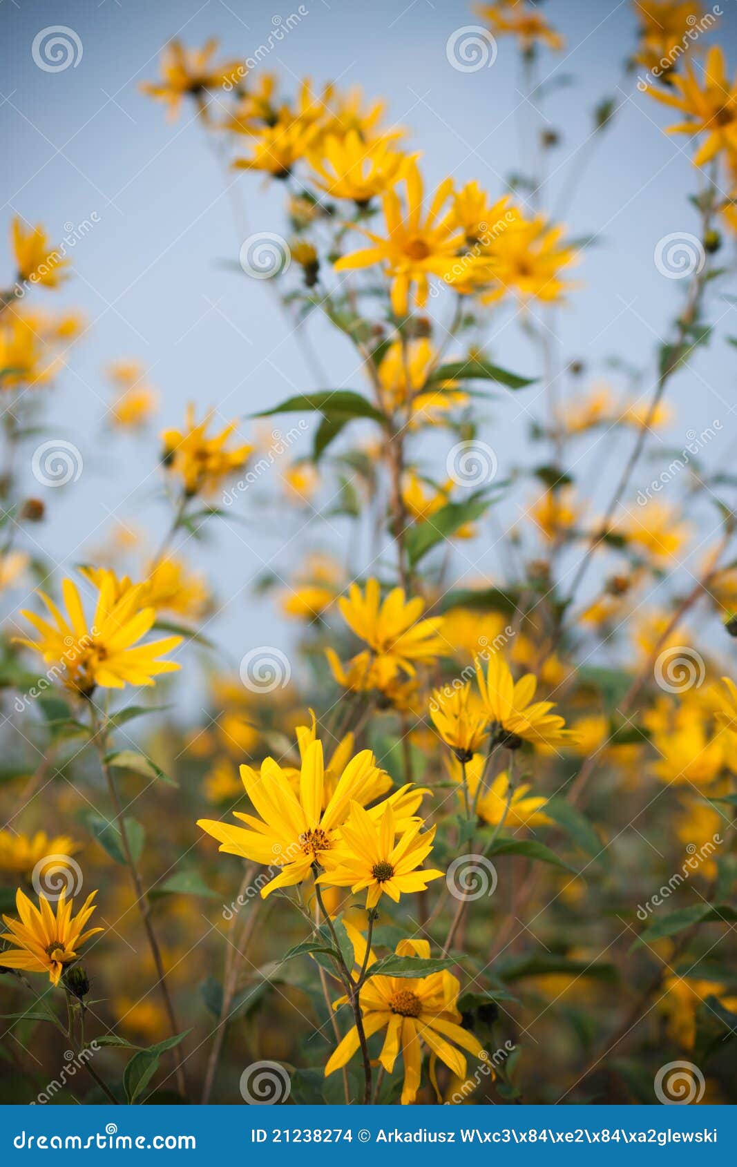 Small sunflowers stock photo. Image of garden, beauty - 21238274