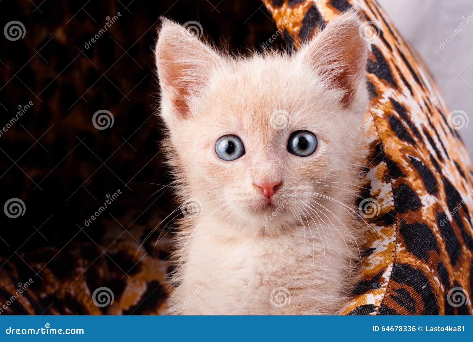 Small surprised kitten stock photo. Image of cute, looking - 64678336