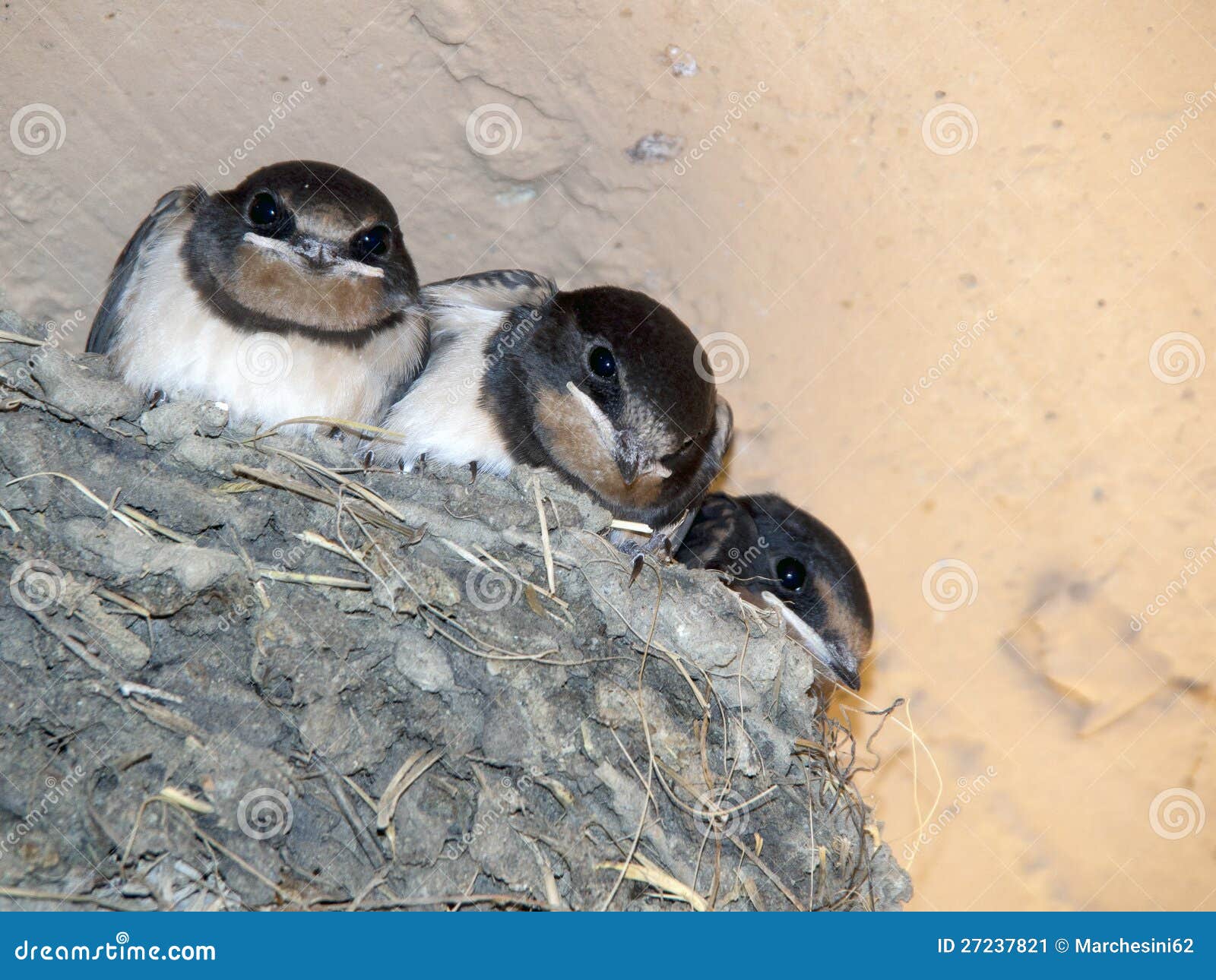 Small swallow stock image. Image of animal, clay, tail - 27237821