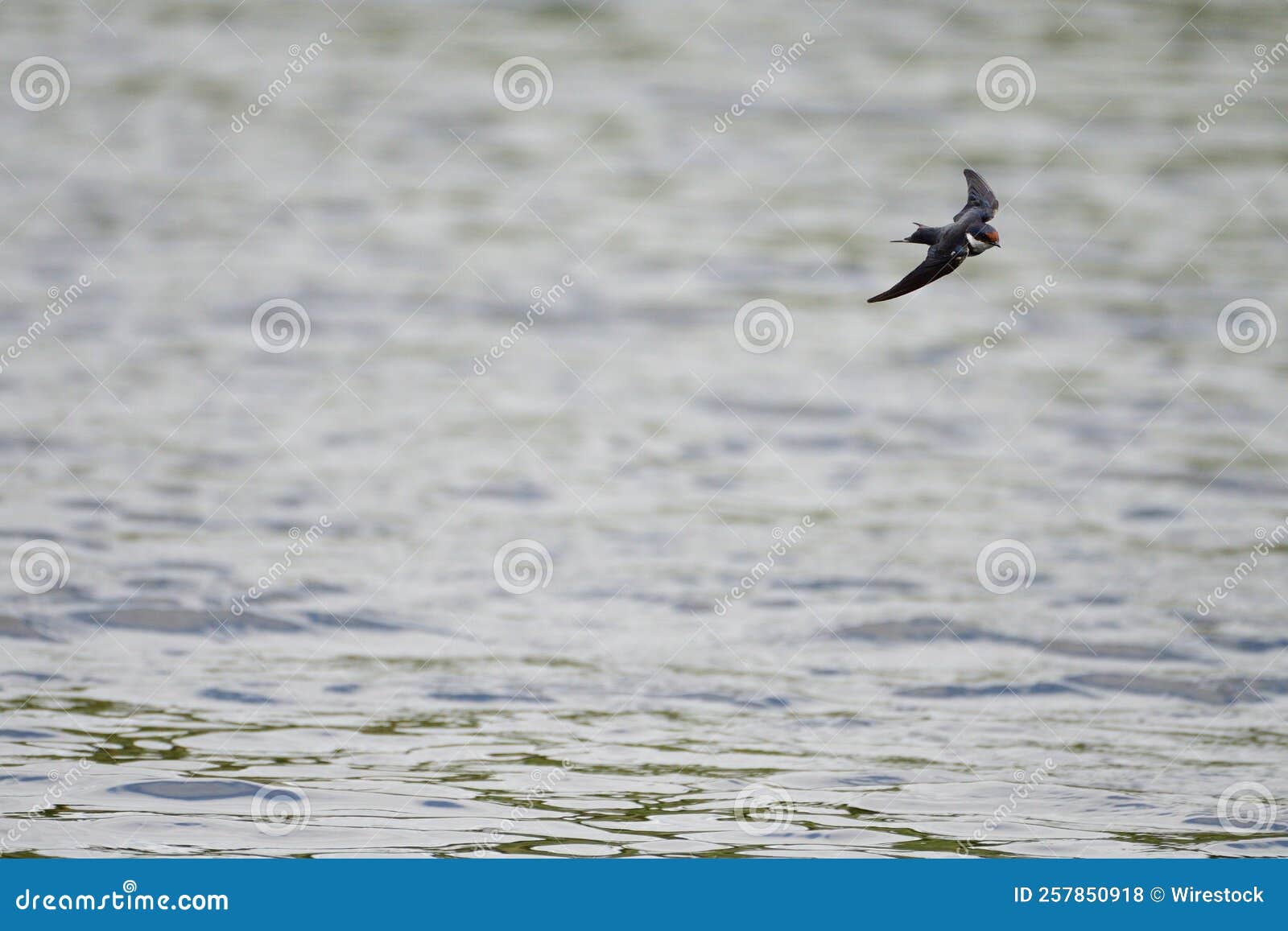Small Swallow Bird Flying Over the Lake Stock Photo - Image of animal ...