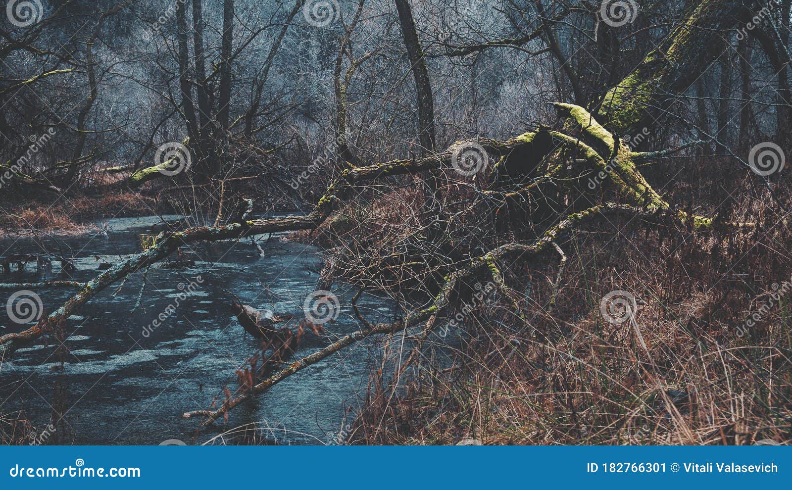 A Small Swamp Covered with the First Ice Stock Image - Image of swamp ...