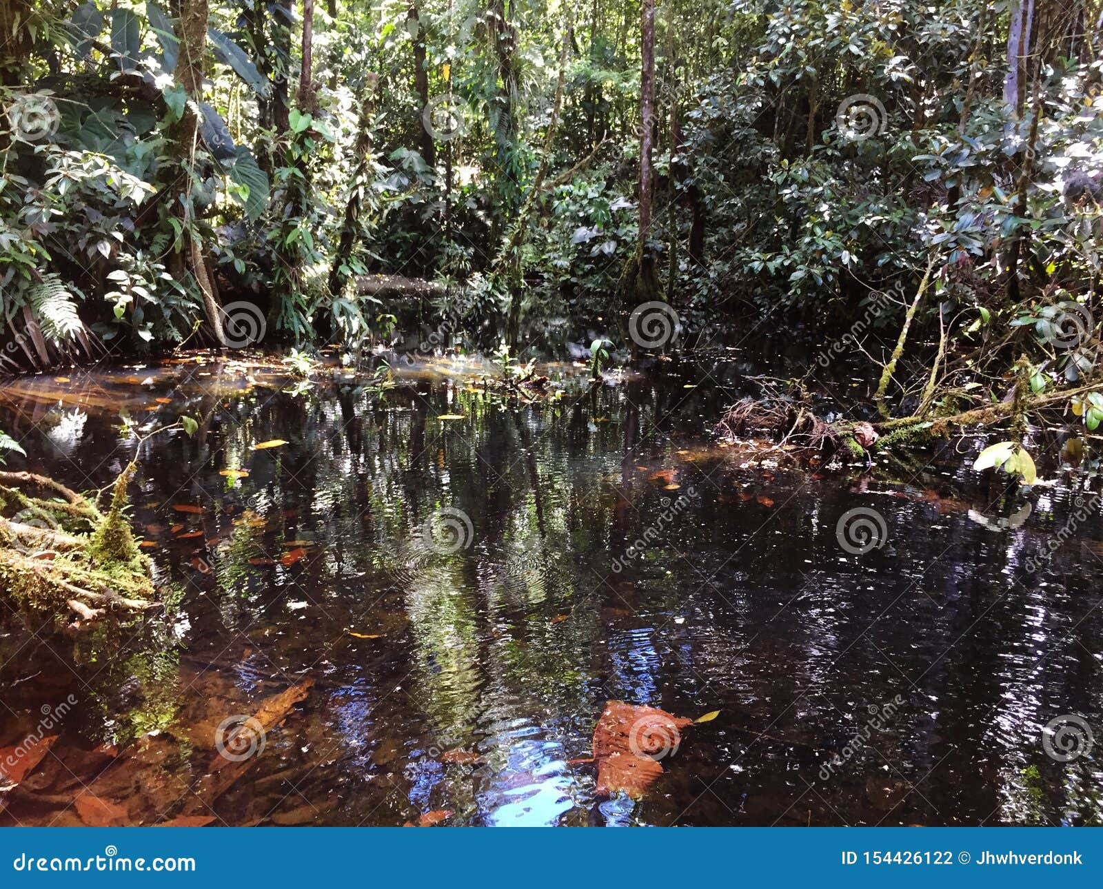 A Small Swamp with Light Falling Down on the Water in the Jungle of the ...