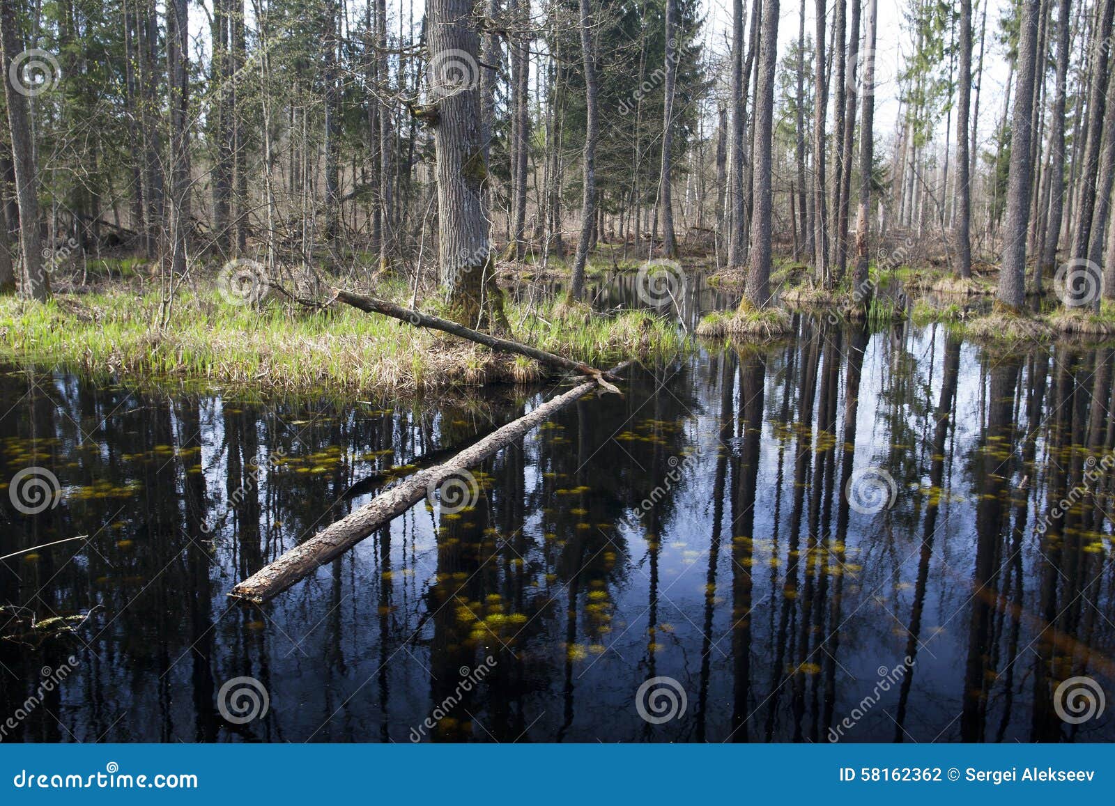 A small swamp. stock photo. Image of forest, swamp, silence - 58162362