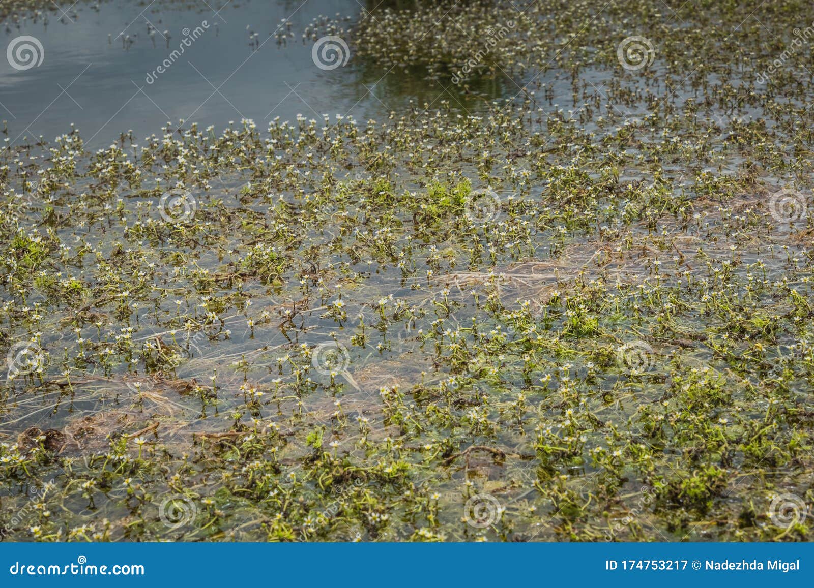 A Small Swamp in Which Flowers Bloom. Flowers Grow in the Water. Stock ...