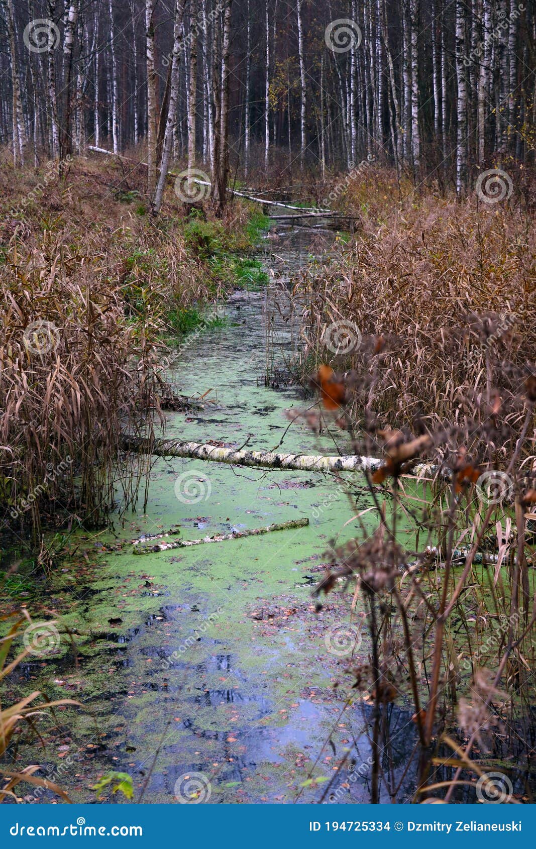 Small Swampy River in the Autumn Forest Stock Photo - Image of water ...