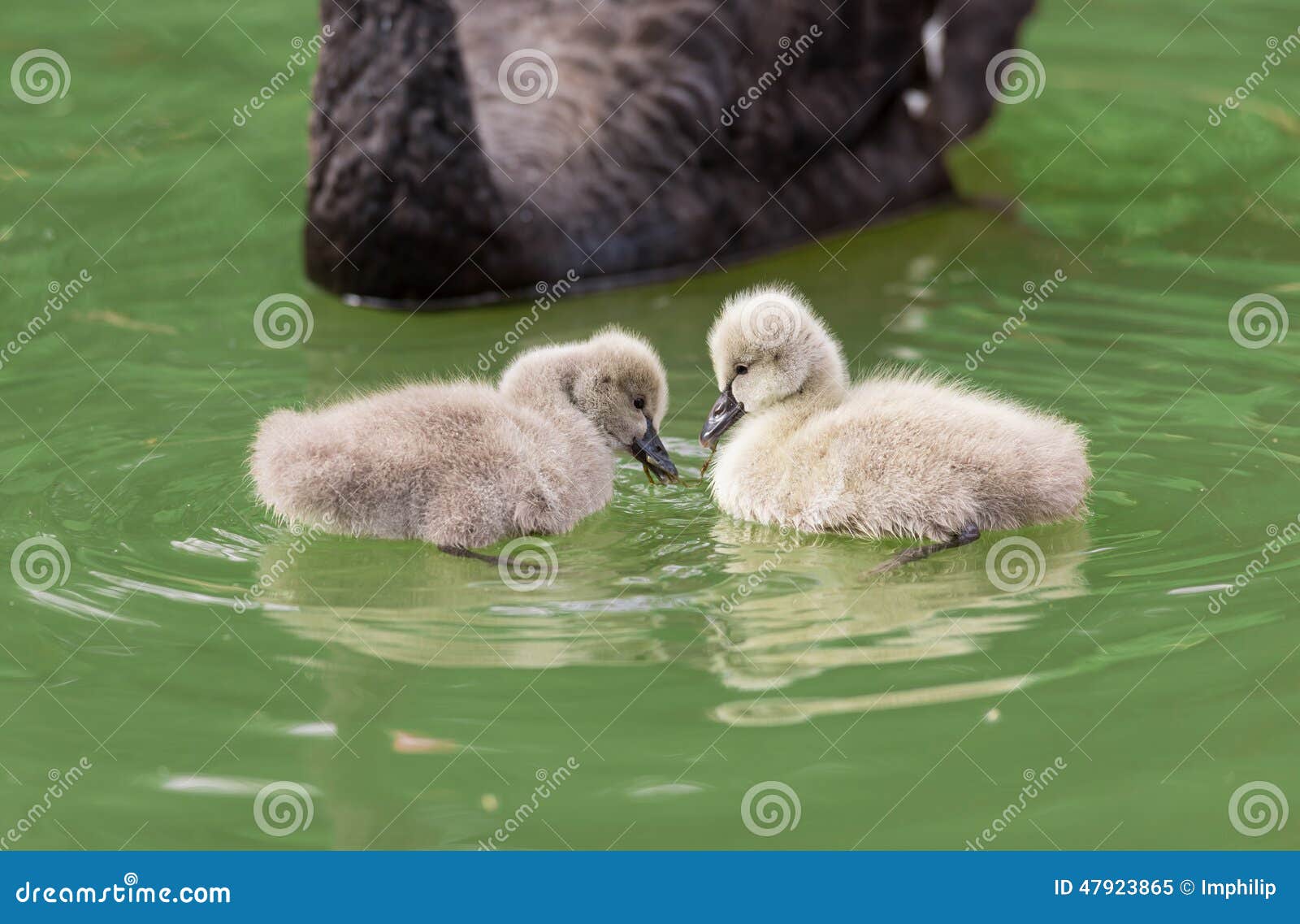 Small swans stock image. Image of mother, animal, outdoor - 47923865