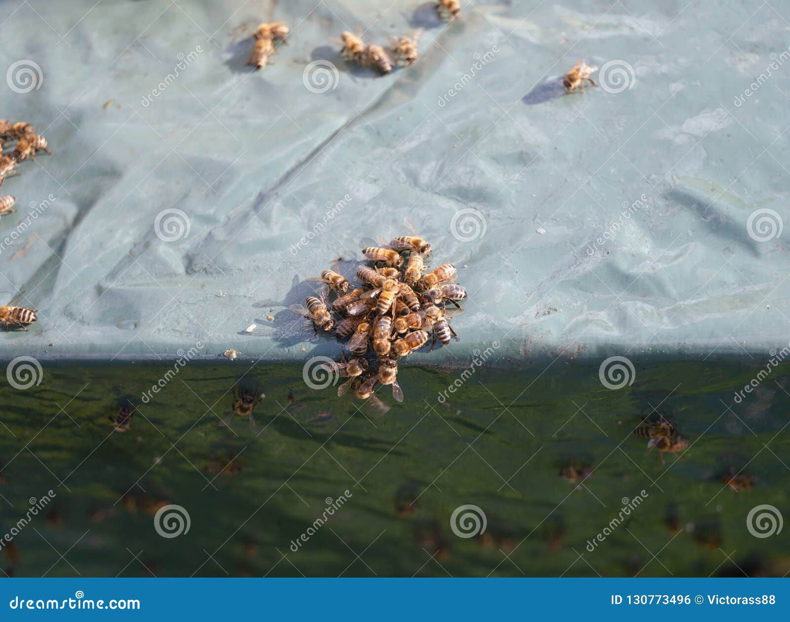Small swarm of bees stock photo. Image of bees, hive - 130773496