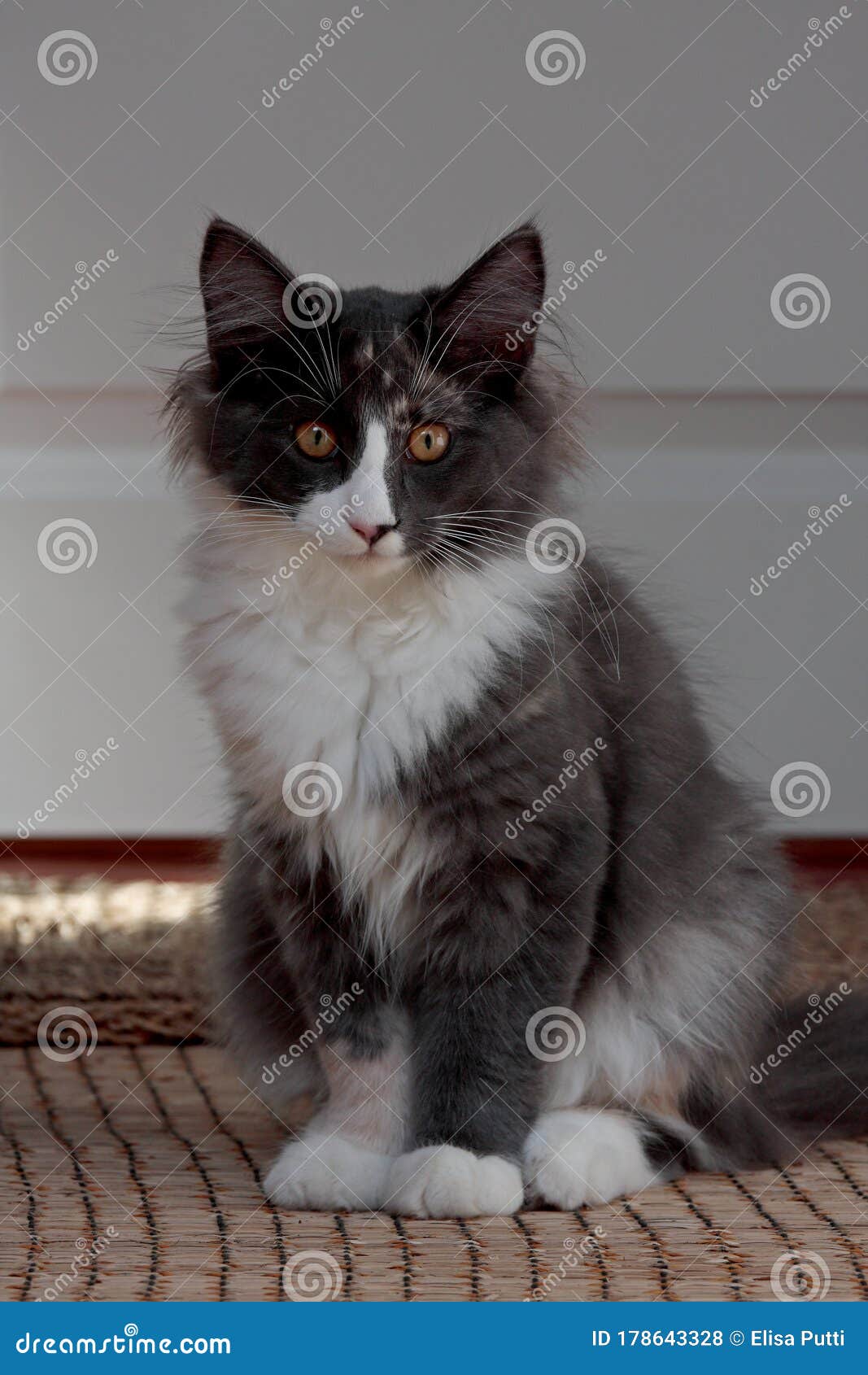 Gray Norwegian Forest Cat Kitten