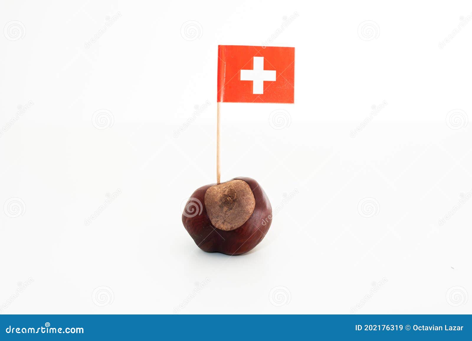 Small Swiss Flag on an Autumn Chestnut Concept Front View Isolated on ...