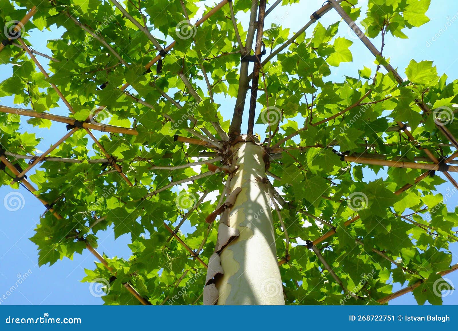 Small Sycamore Maple Tree with Square Bamboo Frame Support with Blue ...