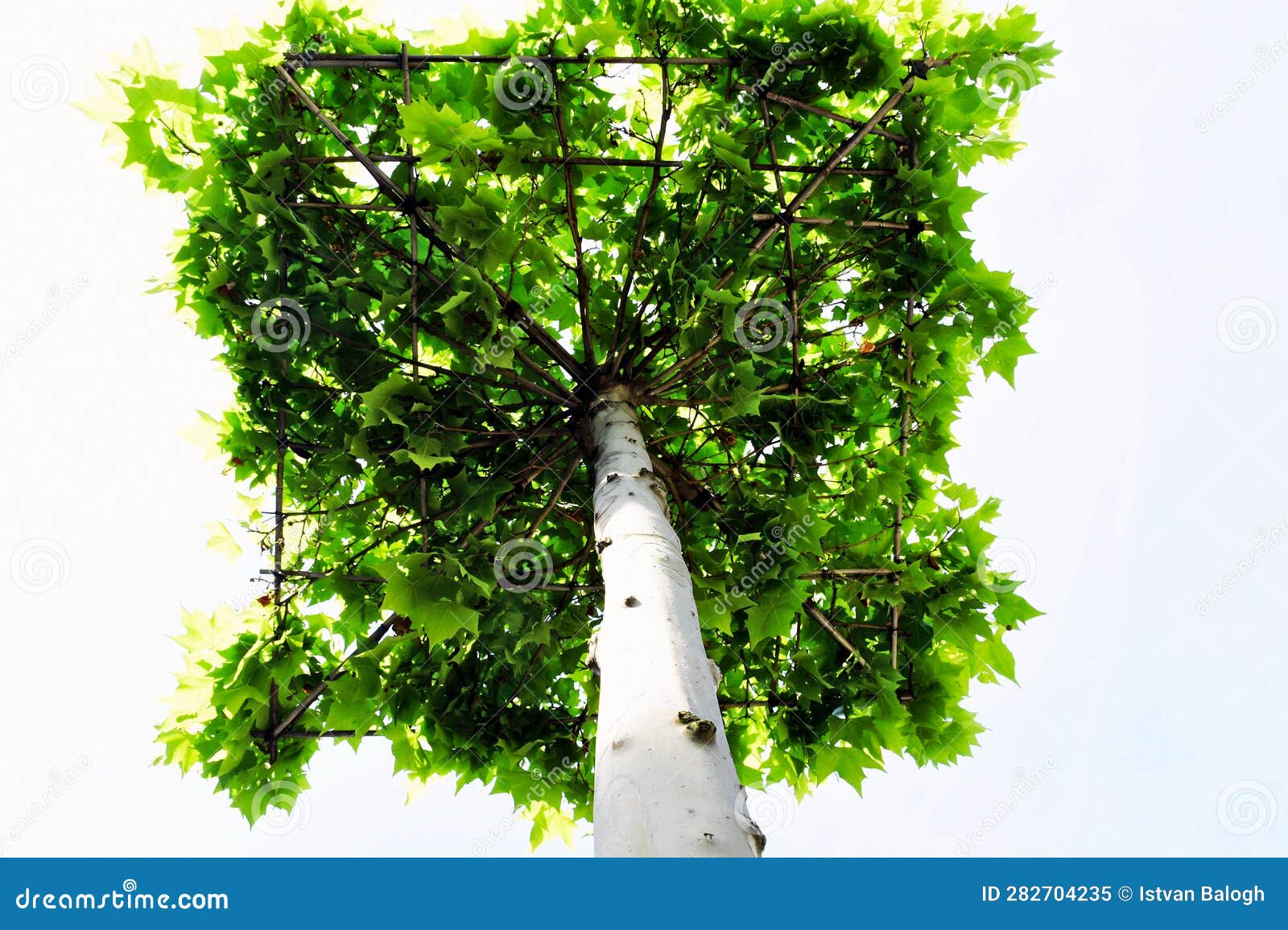 Small Sycamore Maple Tree with Square Bamboo Frame Support with Blue ...