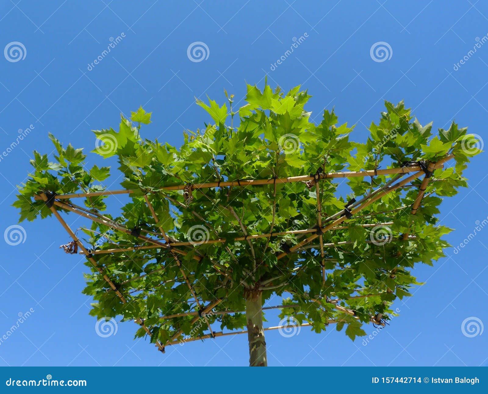 Small Sycamore Maple Tree with Square Bamboo Frame Support Stock Photo ...