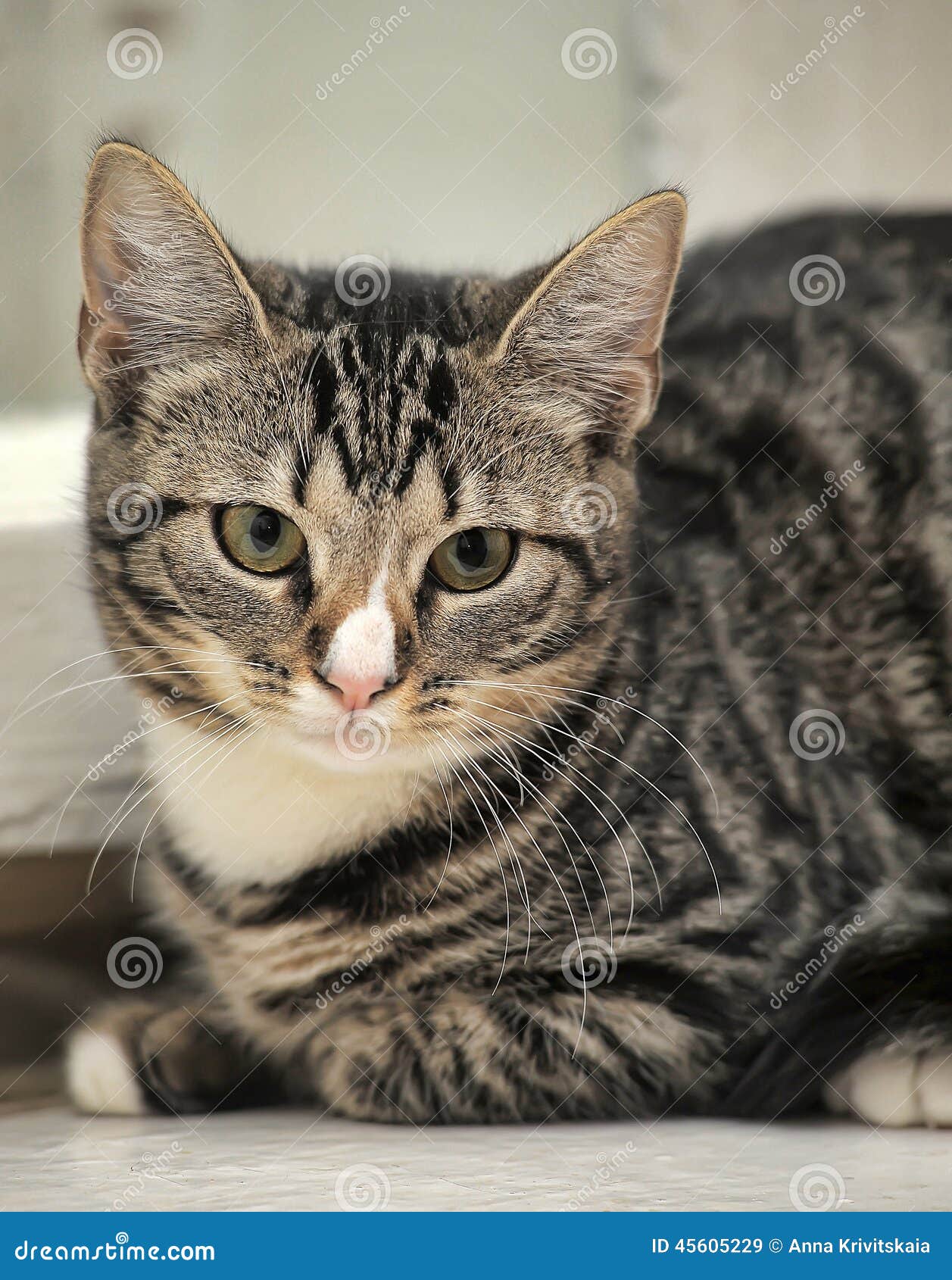 A small tabby cat stock image. Image of feline, hair - 45605229