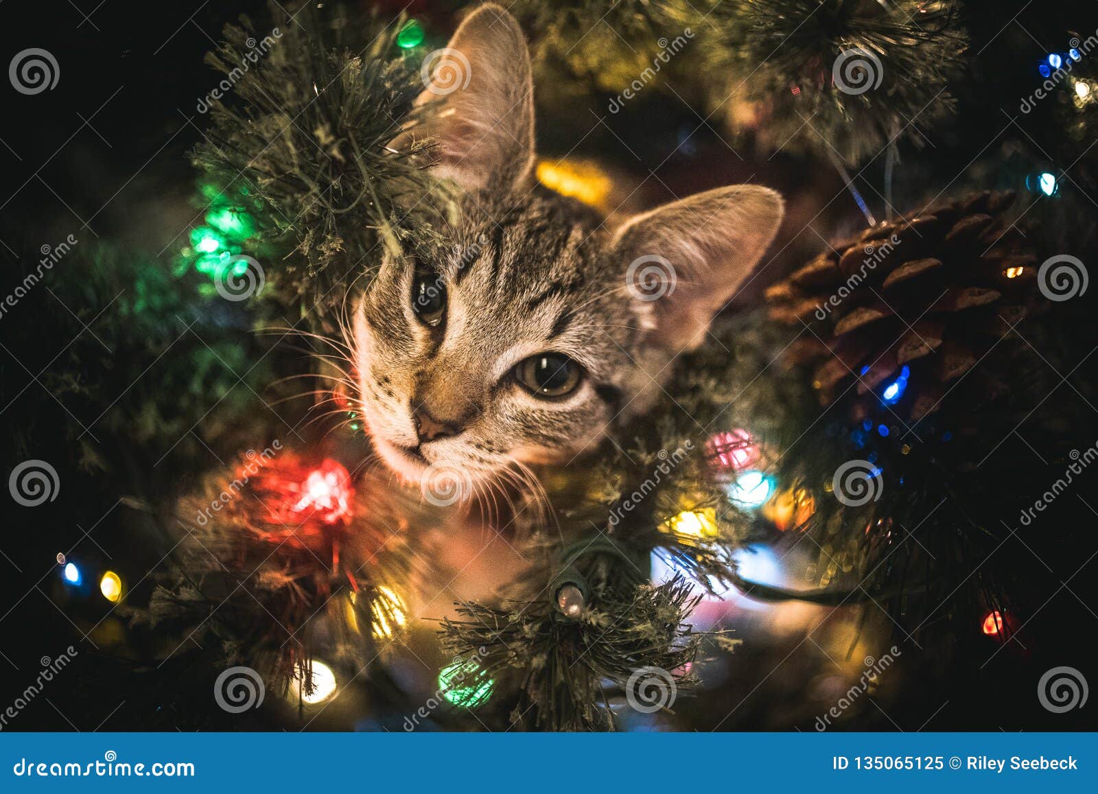 Kitten in Christmas tree stock image. Image of year - 135065125