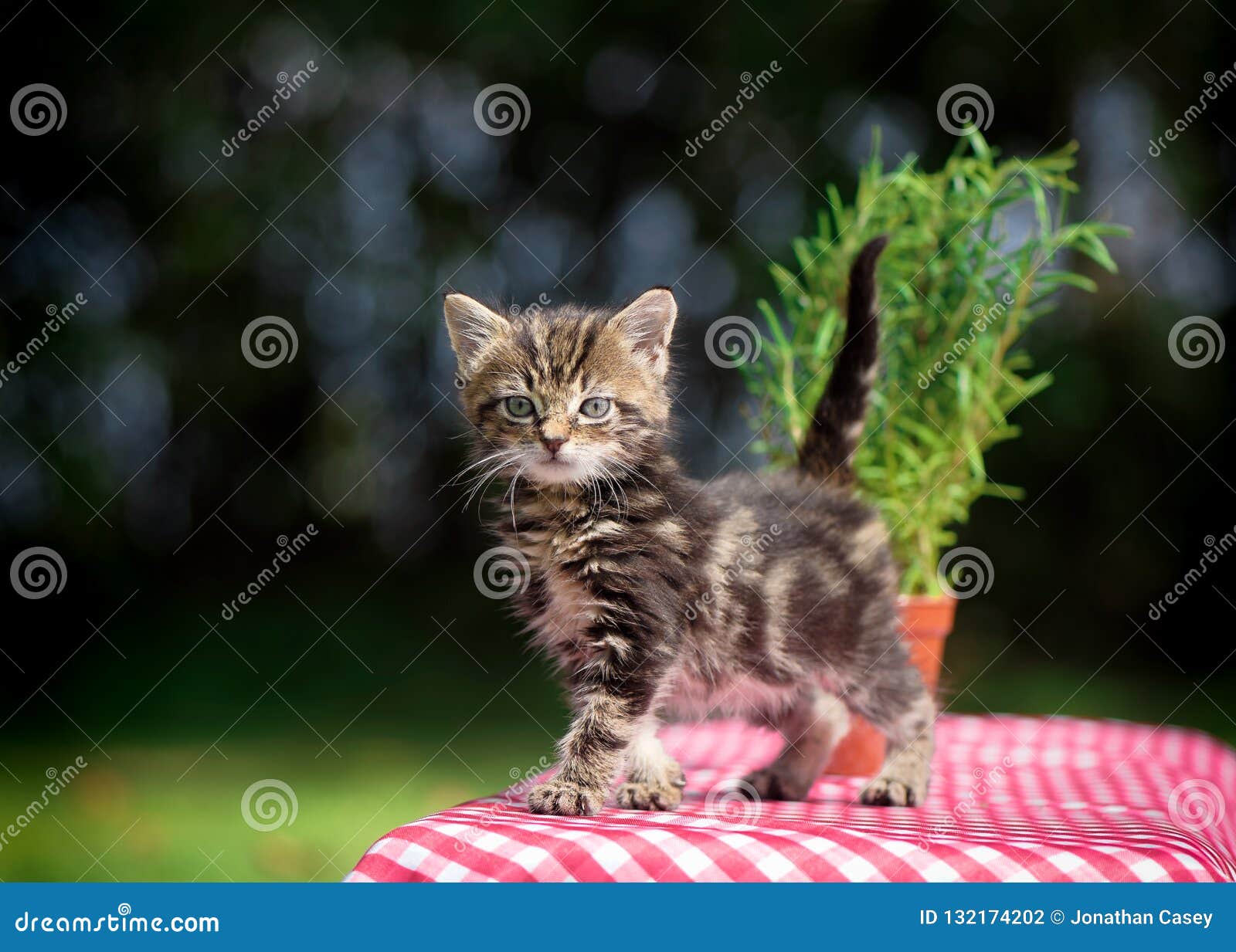 Tabby Kitten on Picnic Table Stock Photo - Image of kitten, tail: 132174202