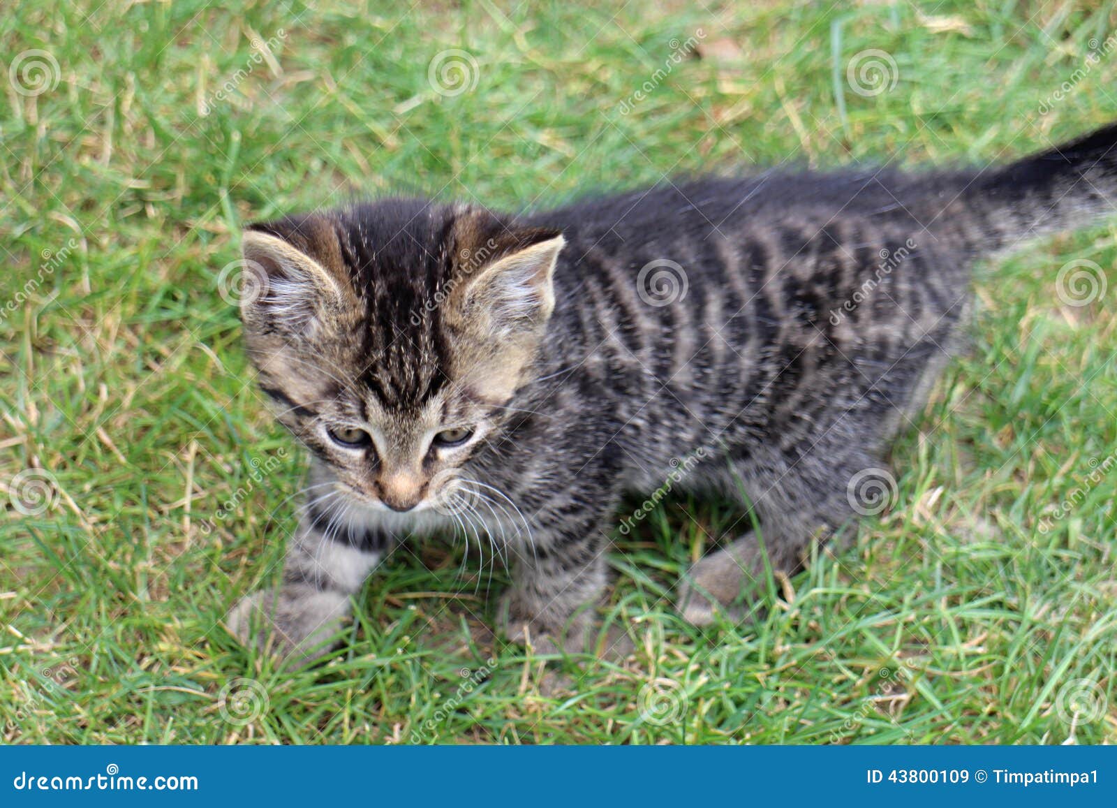 Small tabby kitten stock image. Image of animals, brindled - 43800109