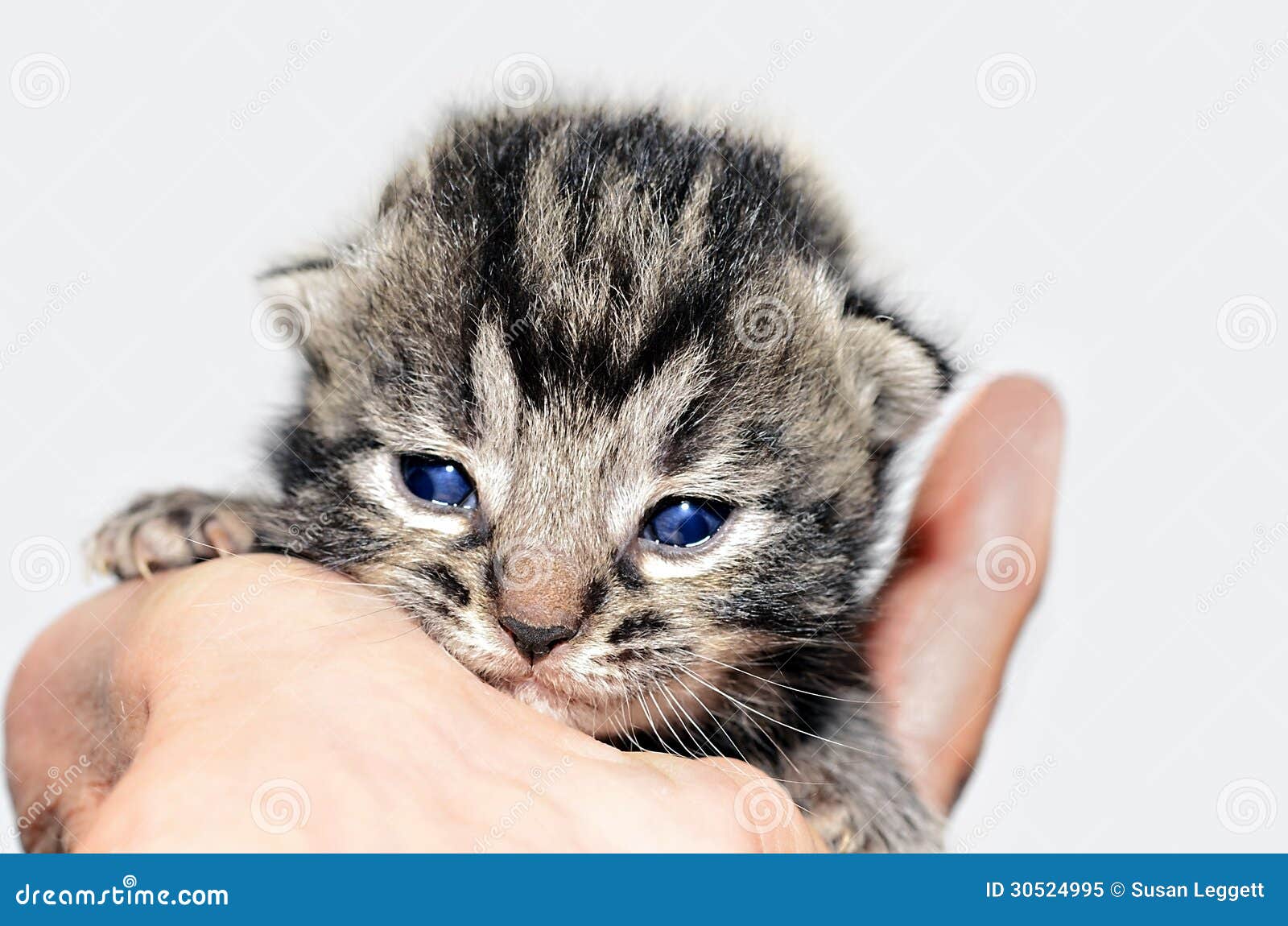 Small Tabby Kitten stock image. Image of little, adorable - 30524995