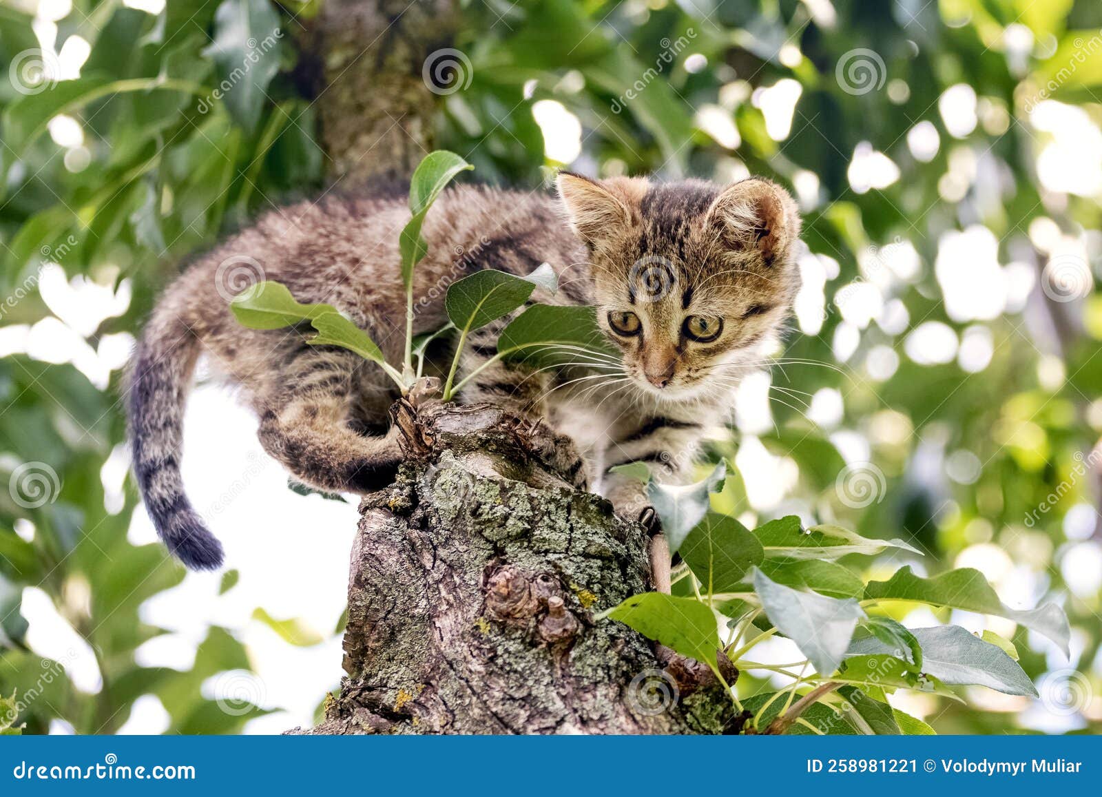 A Small Tabby Kitten on a Tree in Summer Looks Down Stock Image - Image ...