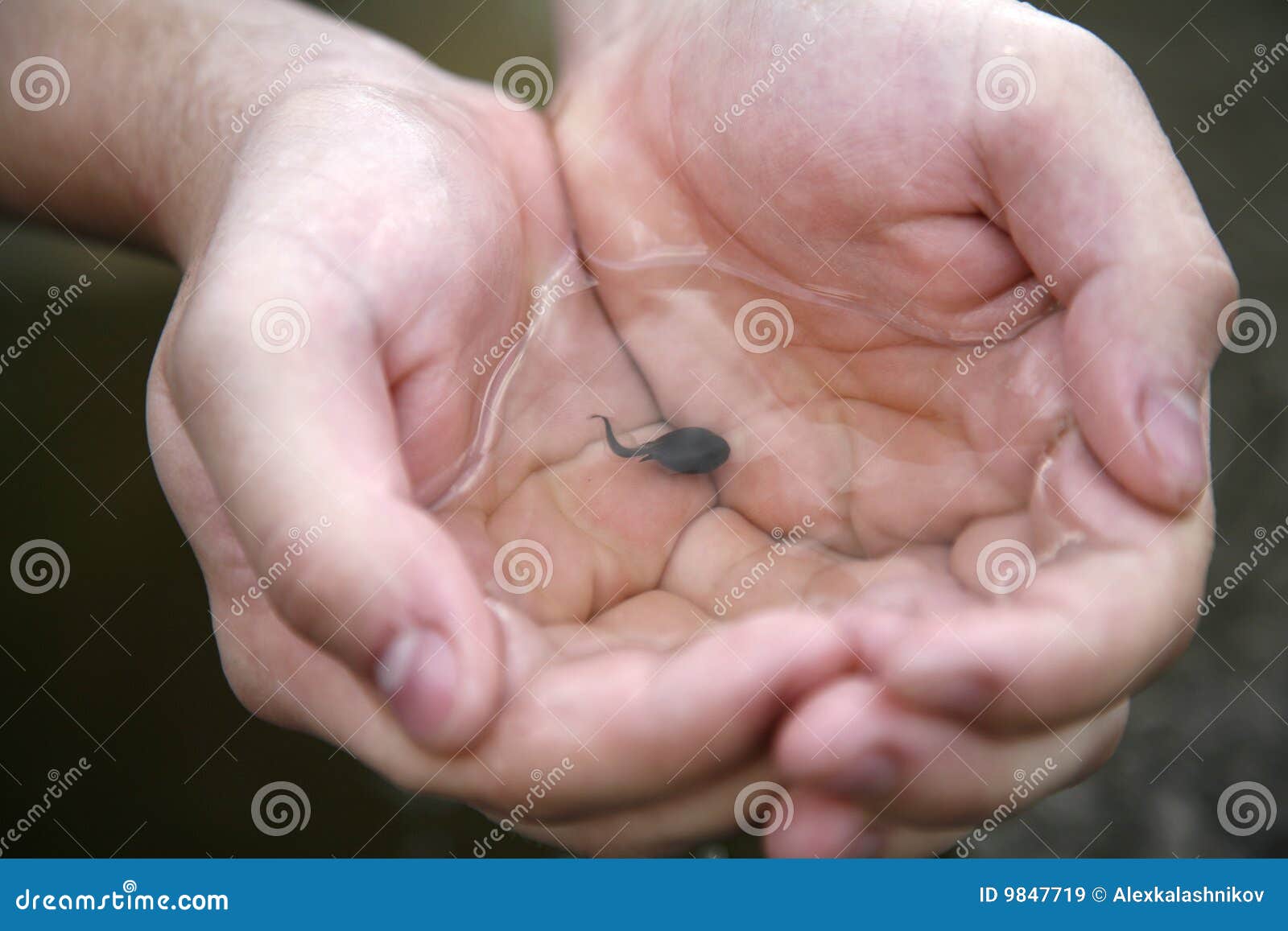 Small tadpoles stock image. Image of toad, animal, small - 9847719
