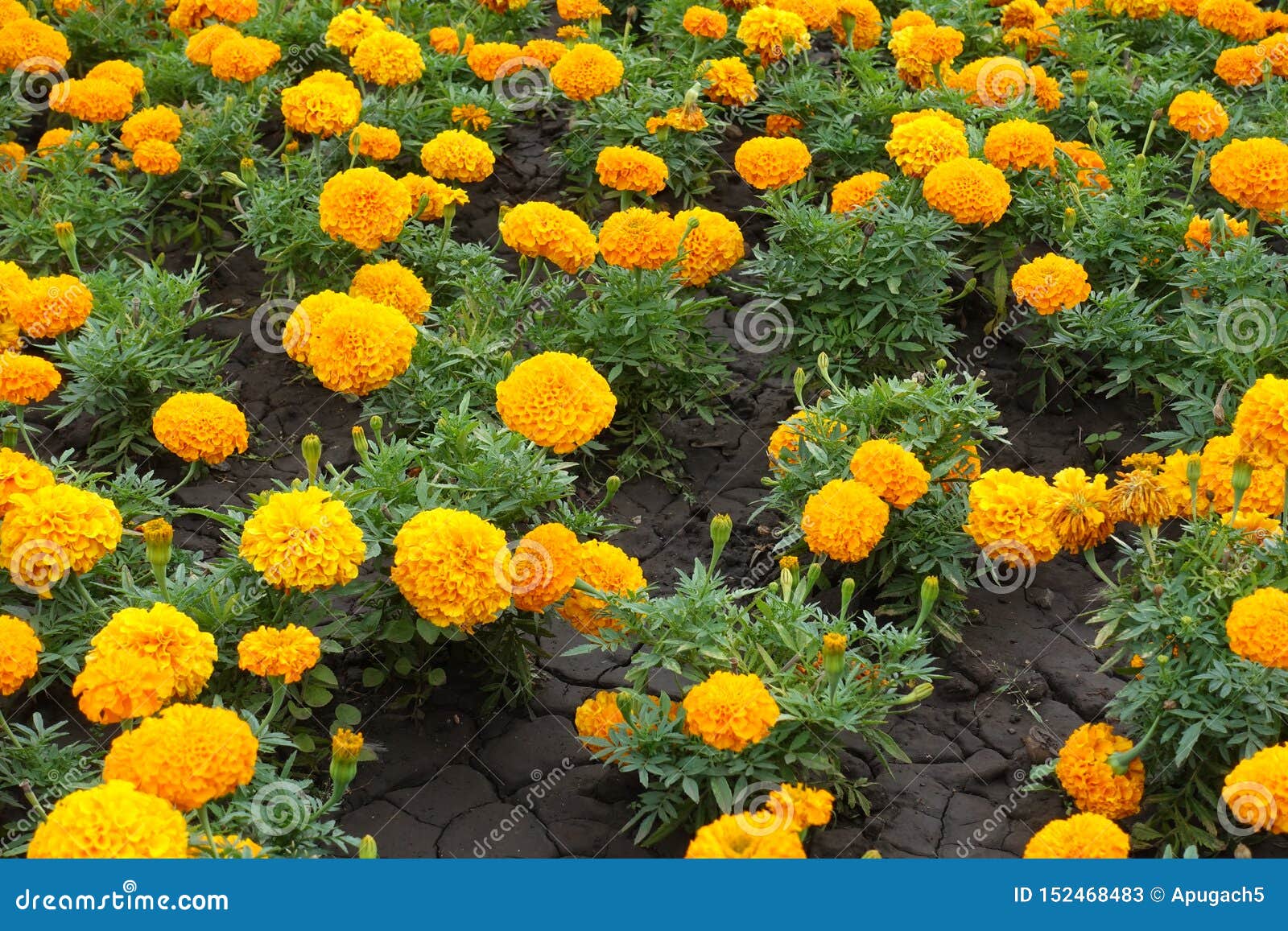 Tagetes Erecta Plants with Orange Flower Heads Stock Image - Image of ...