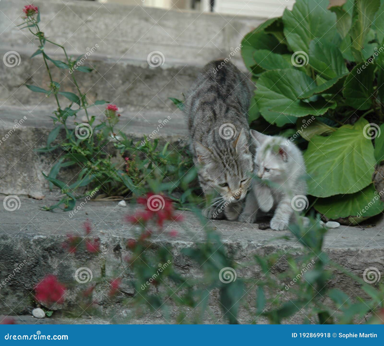 Small Talk between Cat and Kitten Stock Photo - Image of animal, leaf ...