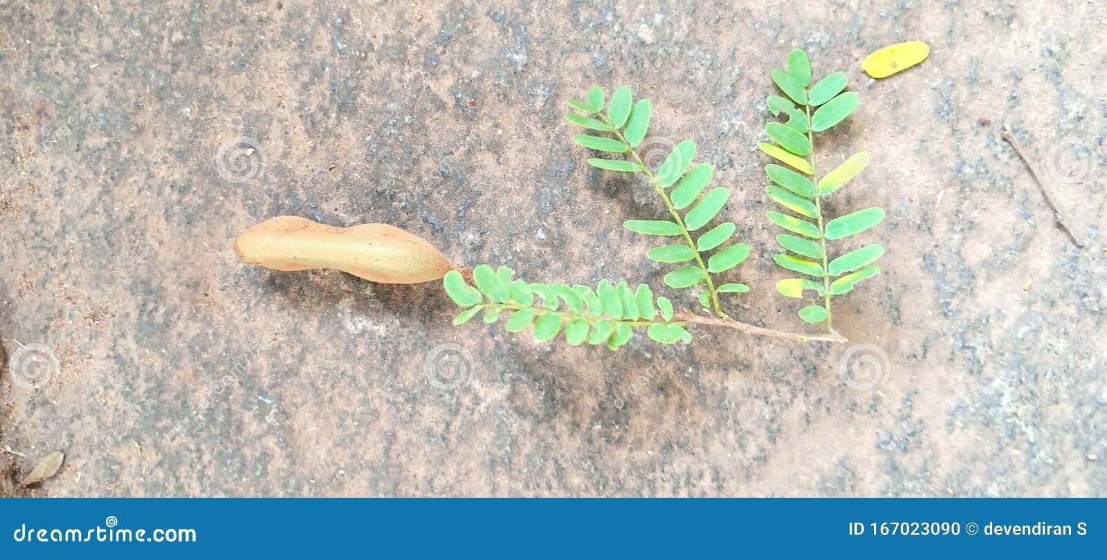 Small Tamarind Trunk With Root Isolated On White Royalty-Free Stock ...