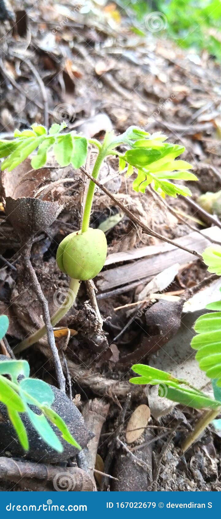 Small Tamarind Trunk With Root Isolated On White Royalty-Free Stock ...