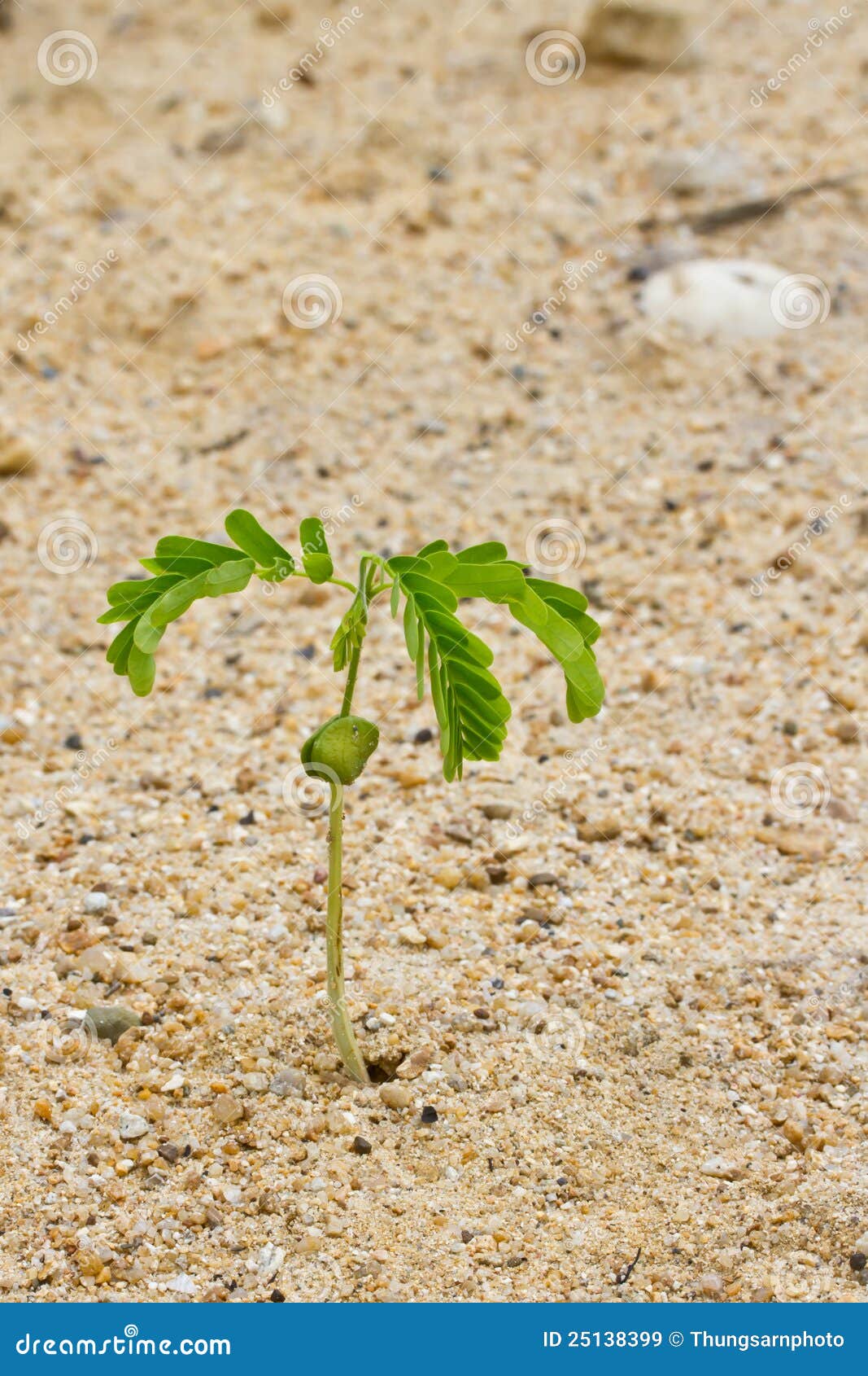 Small Tamarind Trunk With Root Isolated On White Royalty-Free Stock ...