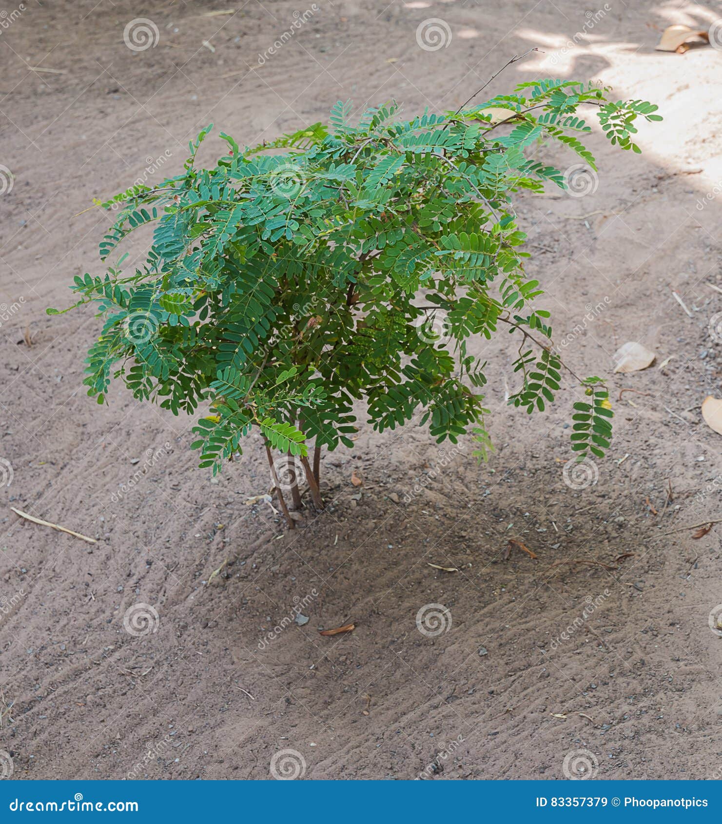 Small tamarind tree stock image. Image of background - 83357379