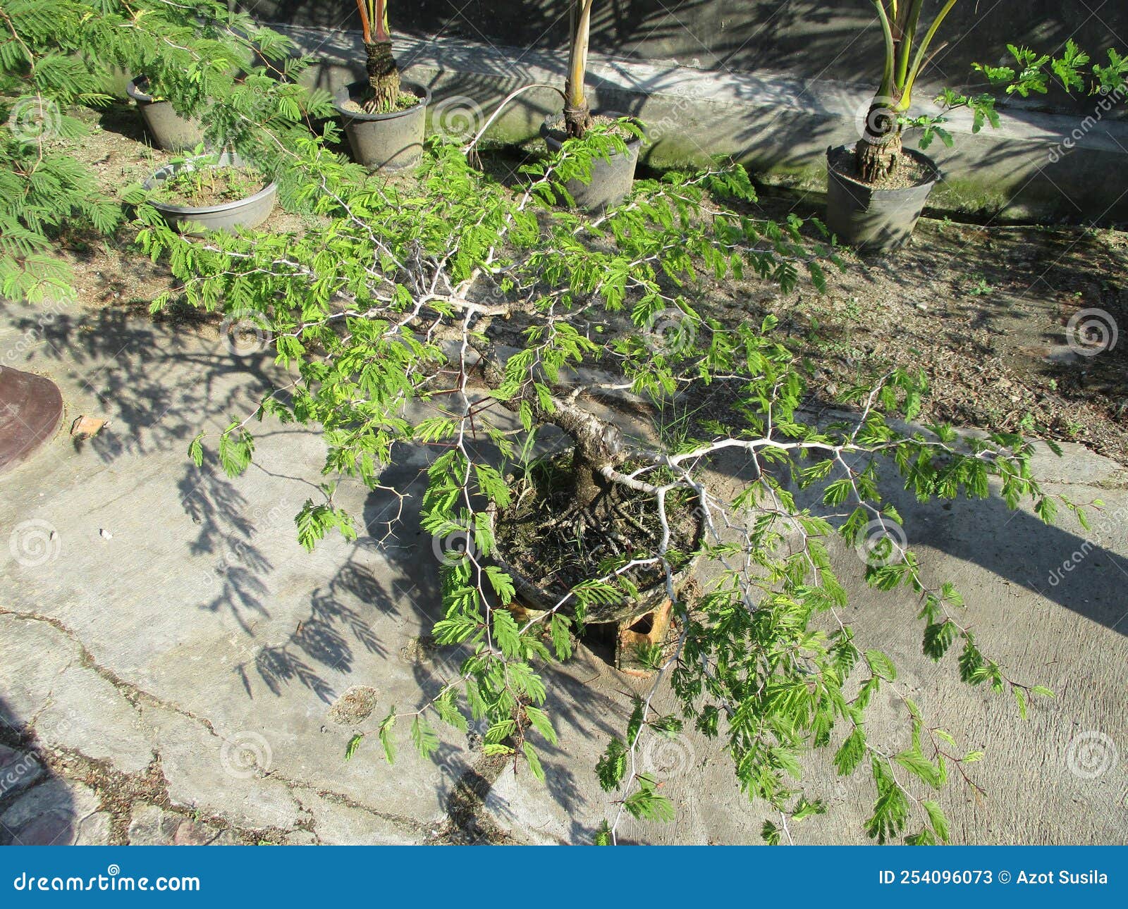 Small tamarind tree stock image. Image of small, wildlife - 254096073