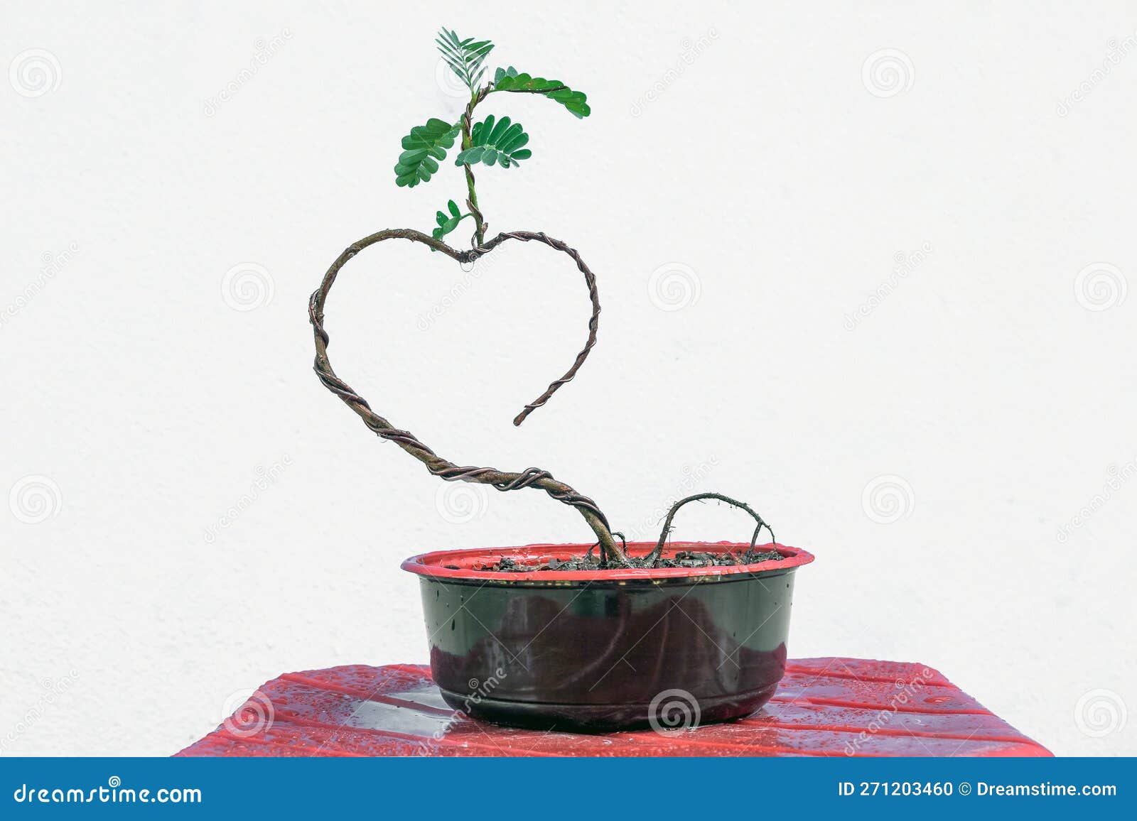 A Small Tamarind Tree Shaped Like a Heart. Valentine Concept Stock ...
