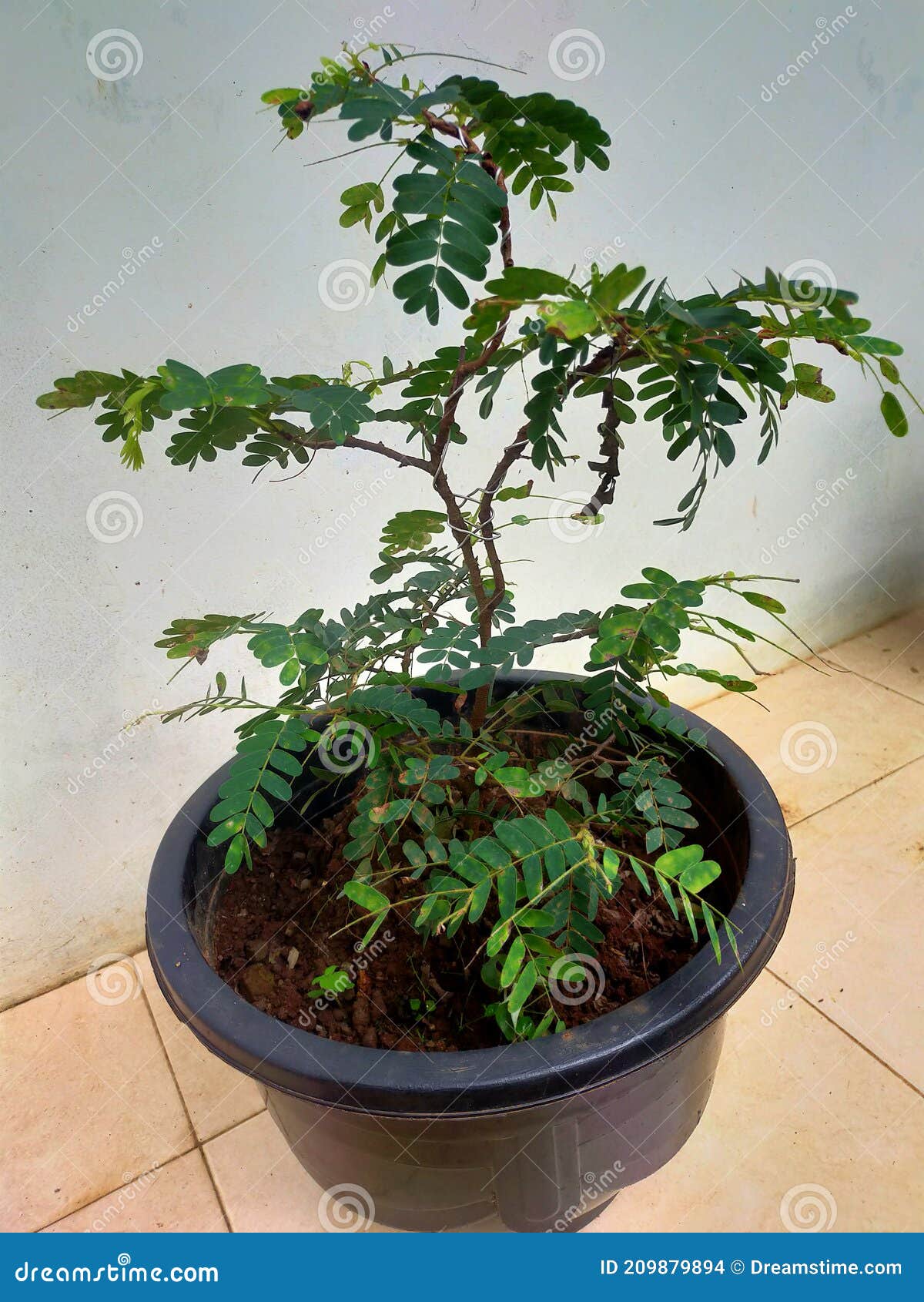 Small tamarind tree stock photo. Image of grow, small - 209879894