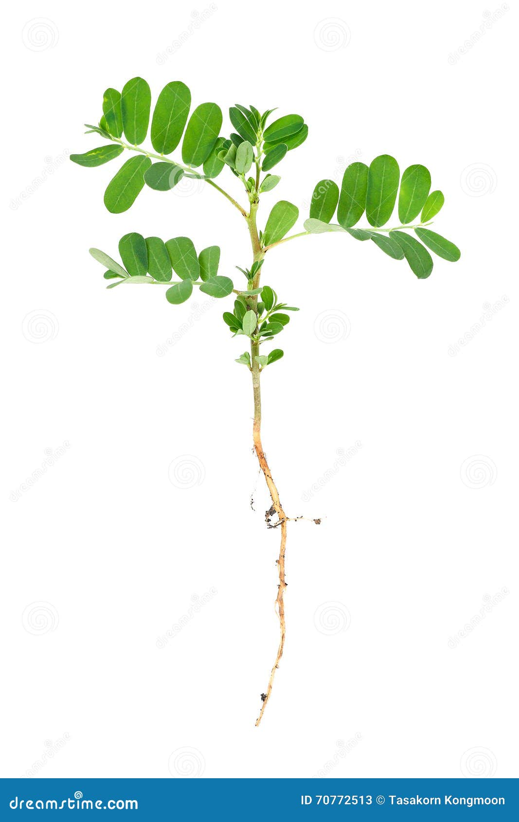 Small Tamarind Trunk with Root Isolated on White Stock Image - Image of ...