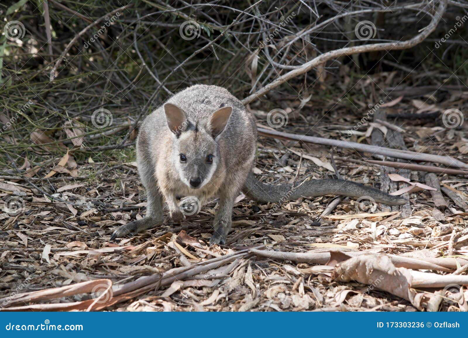 The Small Tammar Wallaby is in a Clearing Stock Photo - Image of tail ...