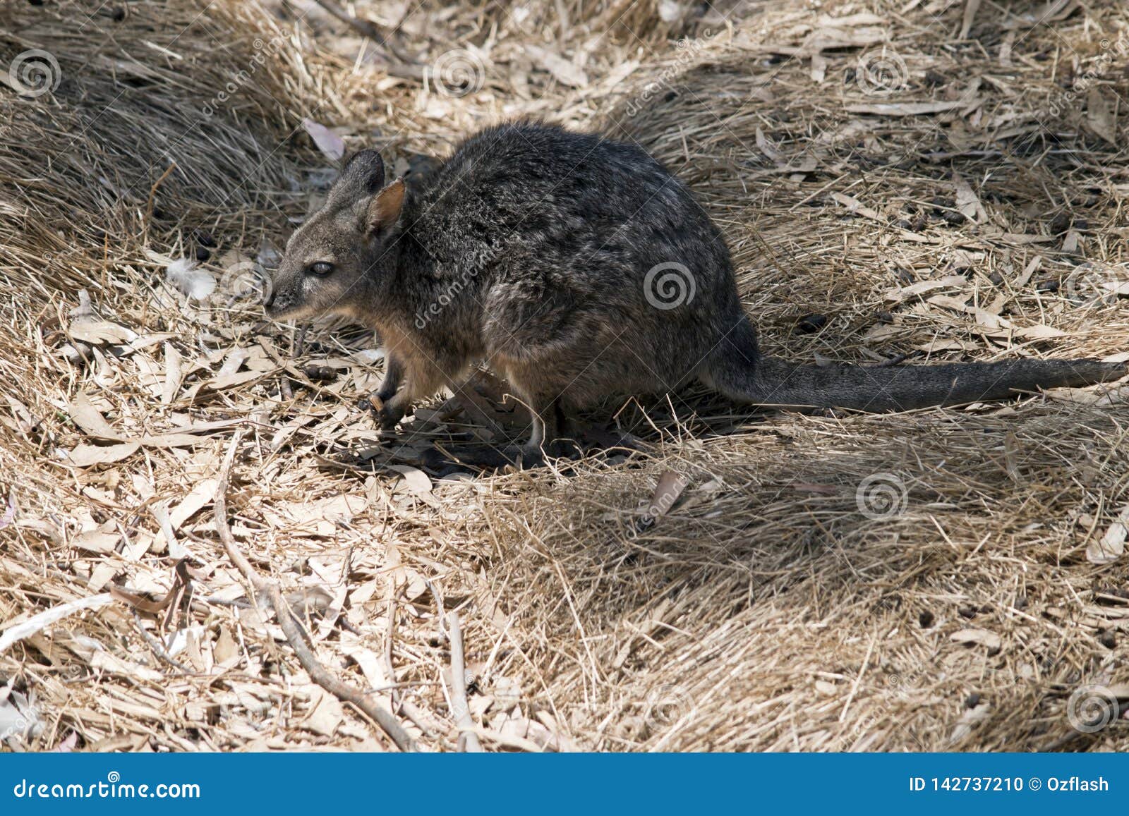 A small Tammar wallaby stock photo. Image of pouch, black - 142737210