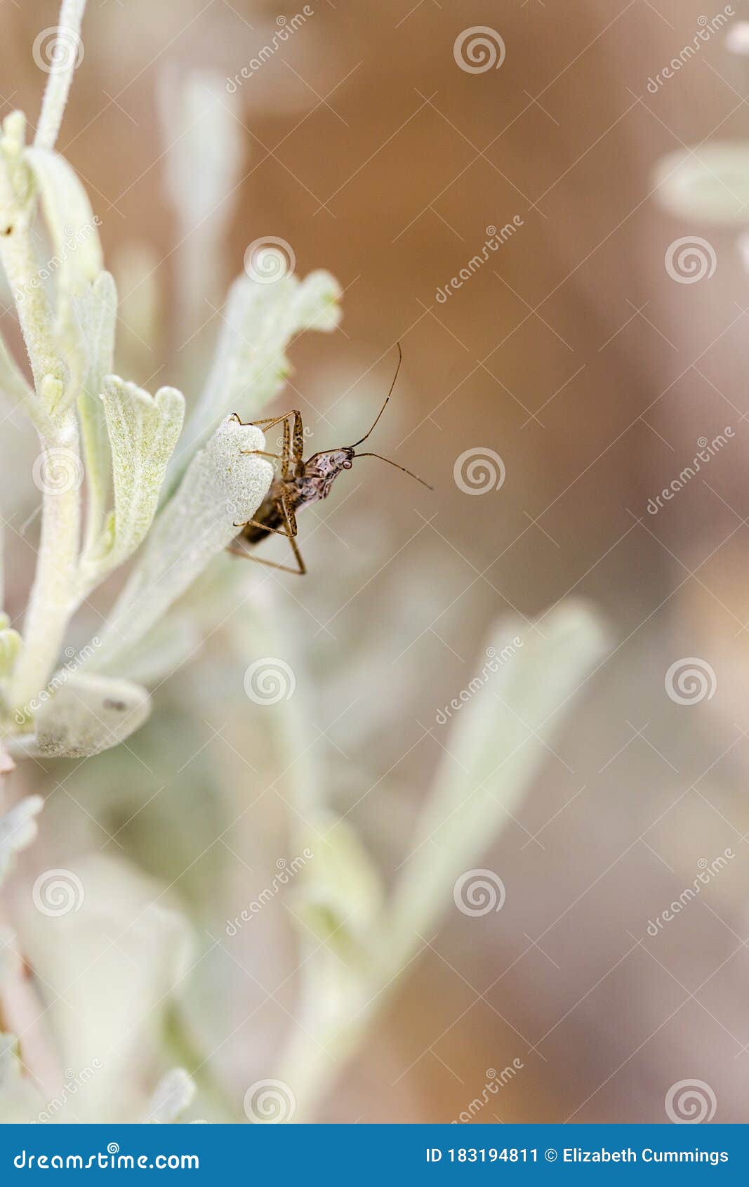 Small Tan Brown Bug with Long Antennae Peeps from Behind a Sage Brush ...