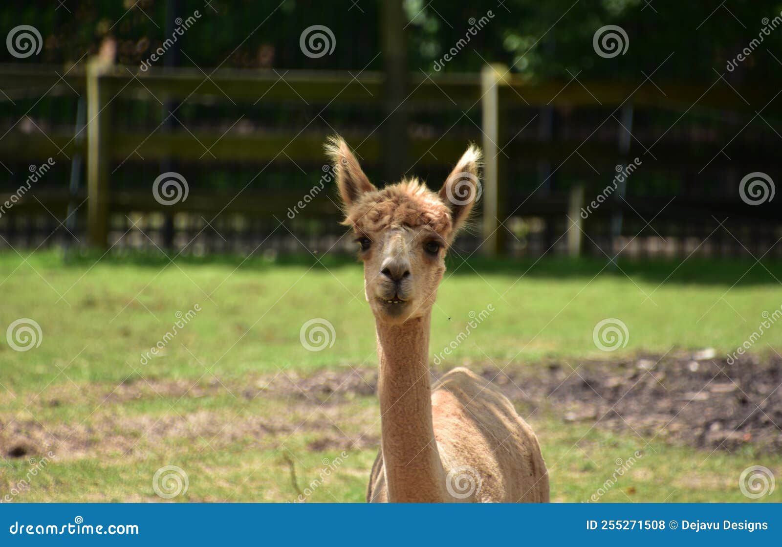 Small Tan Clipped Alpaca in a Paddock Stock Photo - Image of alpaca ...