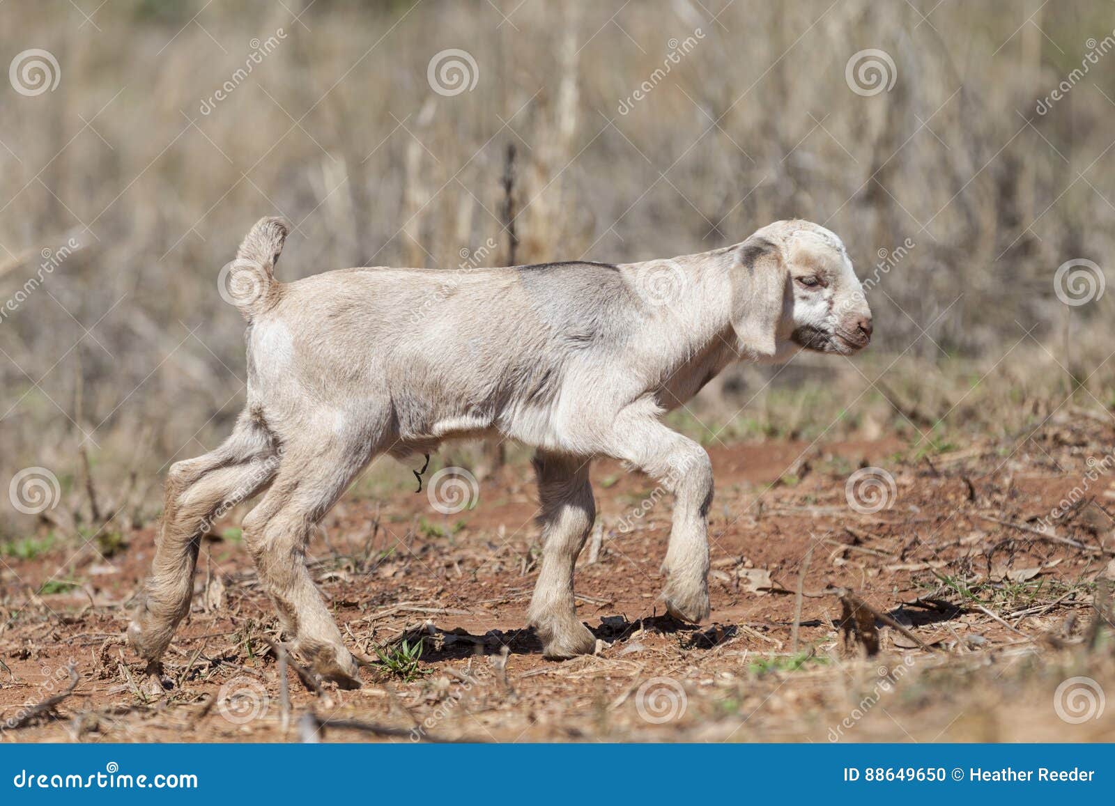 Small Tan Dappled Goat Walking in Pasture. Stock Photo - Image of ...