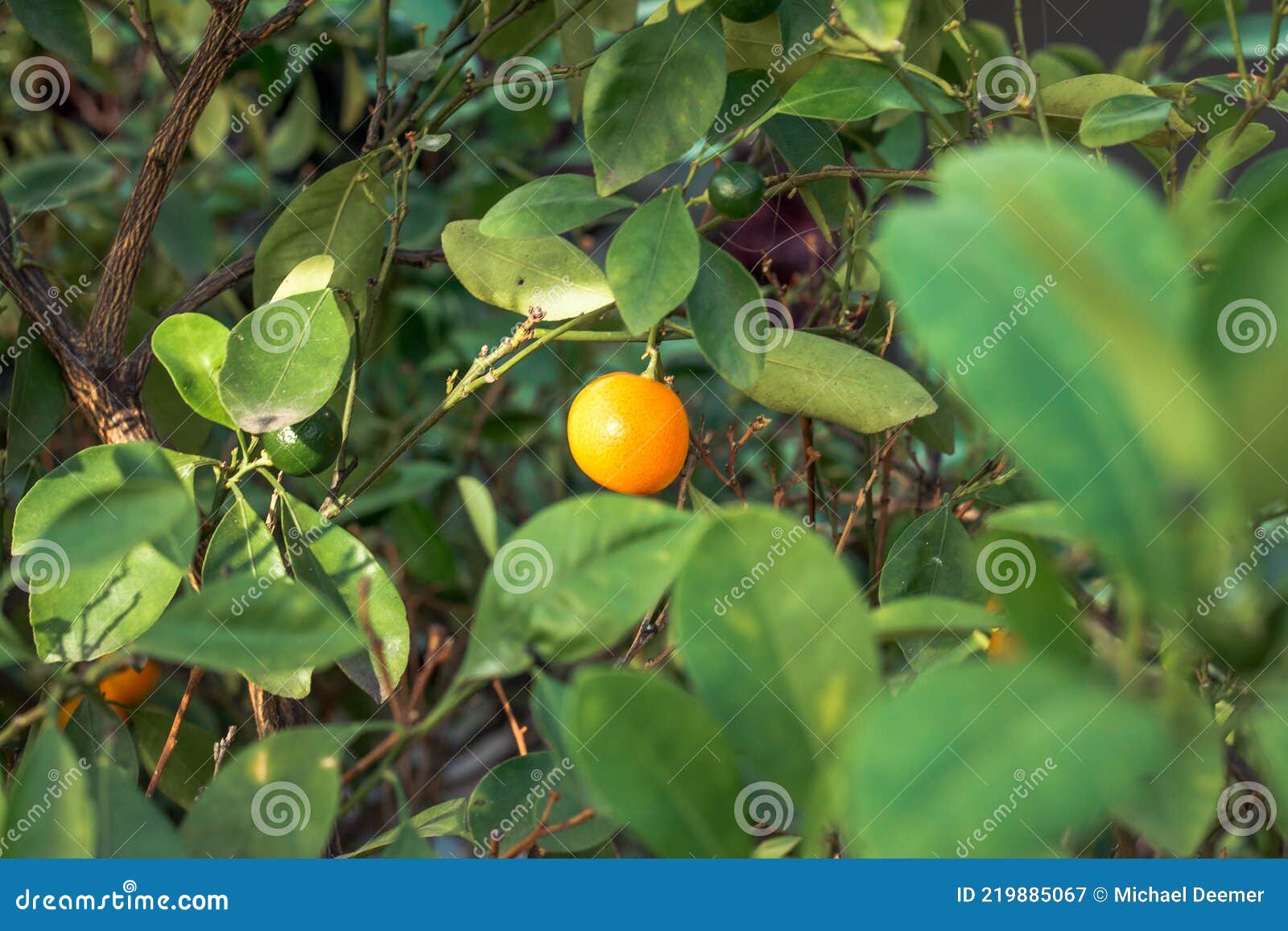 Small Tangerine Growing on a Tree Stock Image - Image of close ...