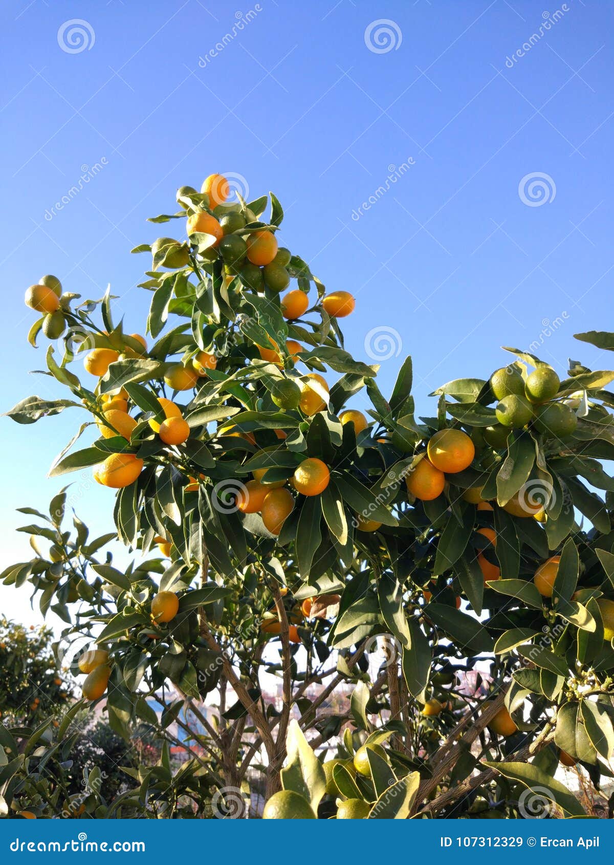 Small Tangerine stock image. Image of antalya, turkey - 107312329